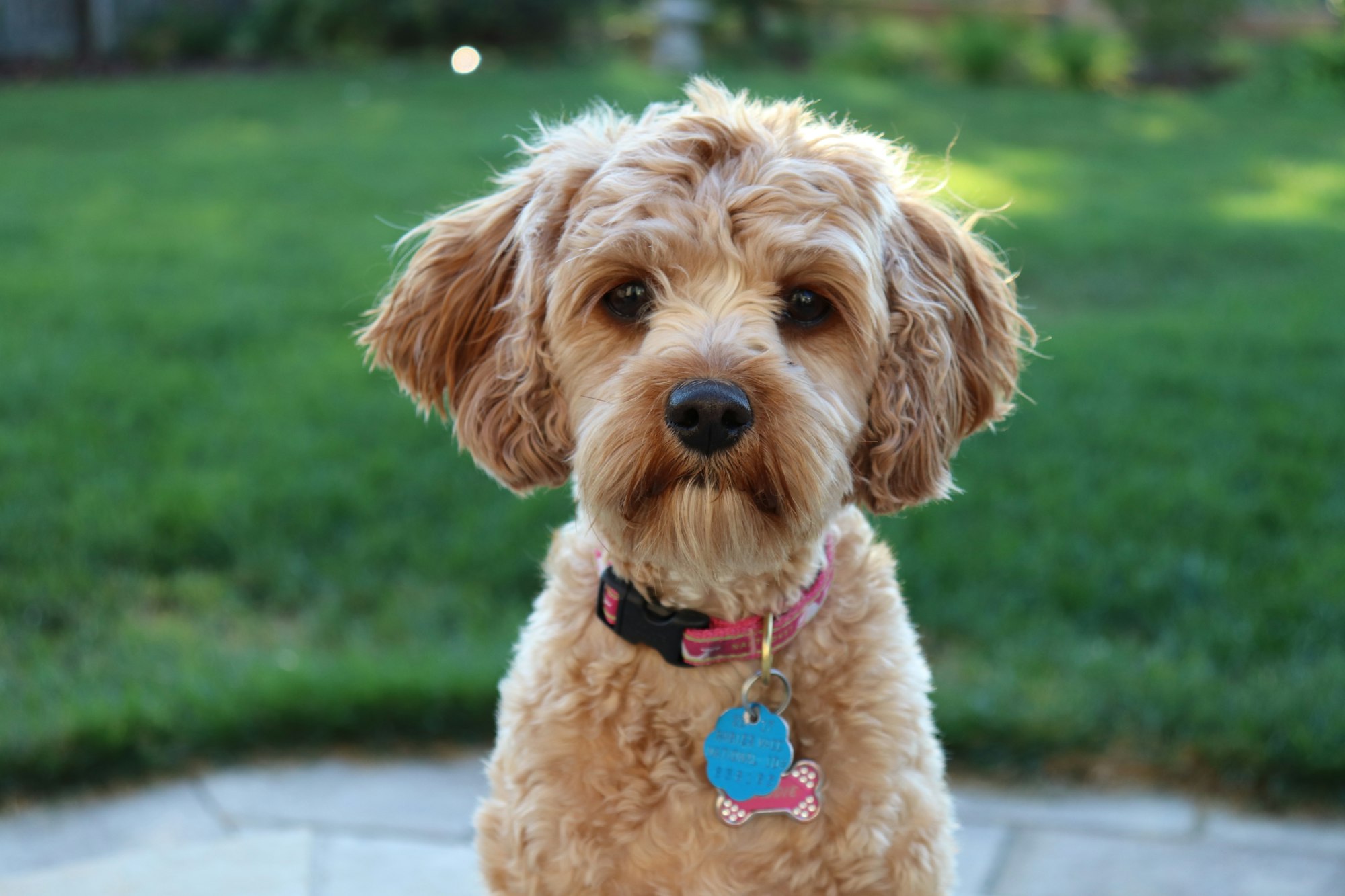 How Big is a Cavapoo Full Grown? All About Cavapoo Size How Big is a Cavapoo Full Grown? All About Cavapoo Size