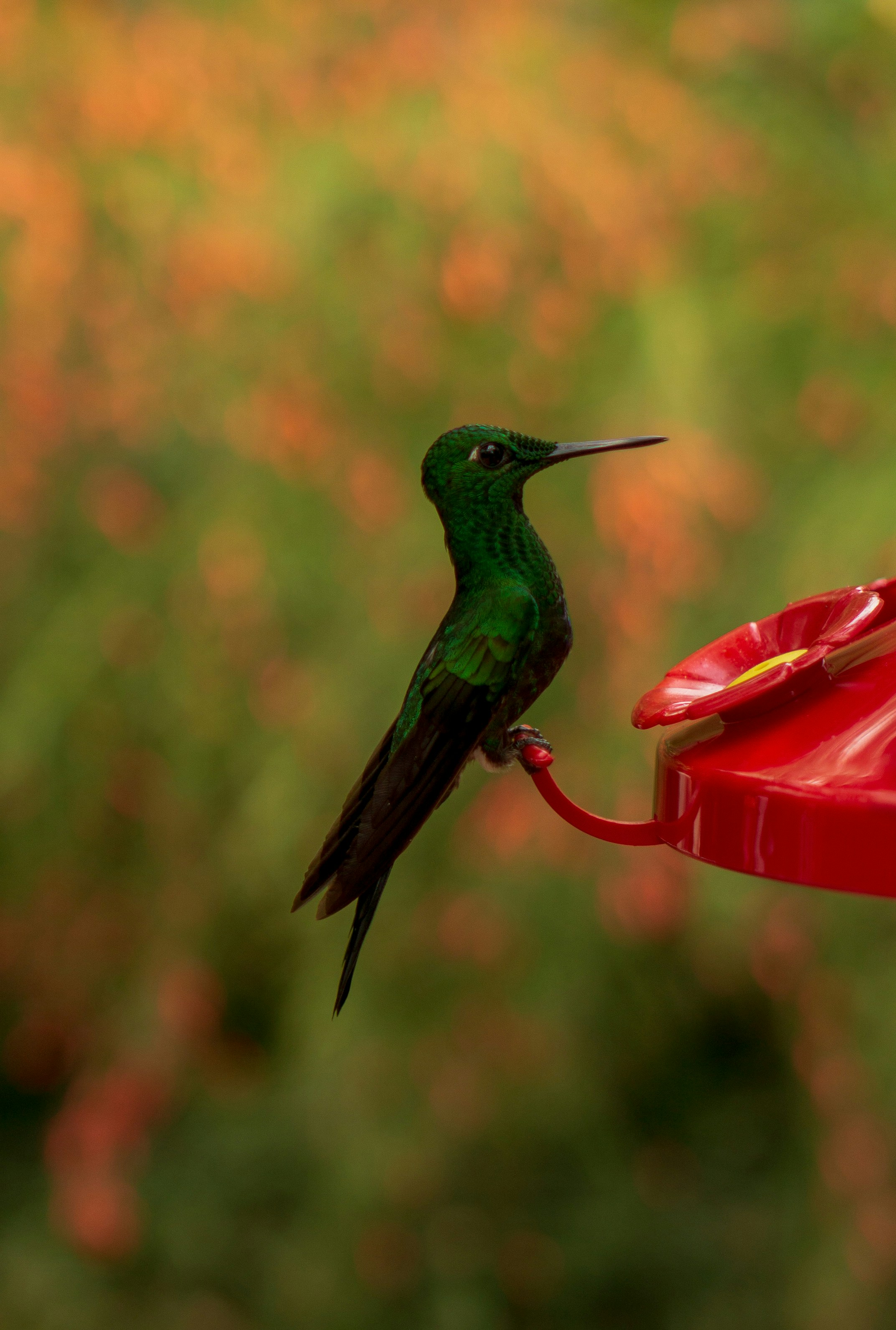 A vibrant green hummingbird perched on a red feeder, surrounded by a soft, blurred background of colorful flowers. The scene captures the delicate beauty of nature.