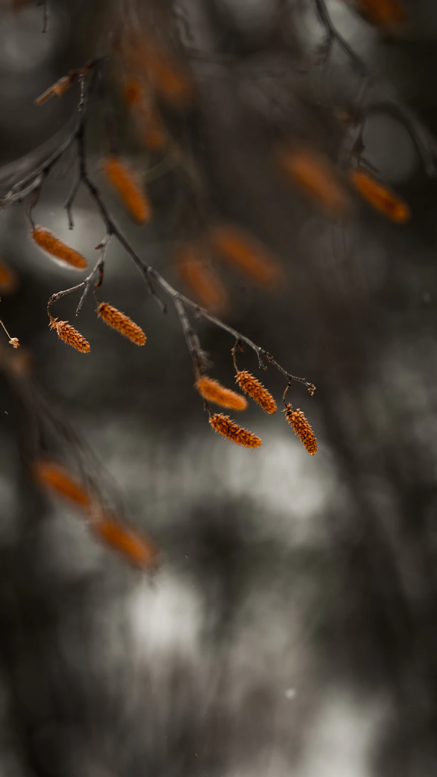 Delicate orange catkins hang from thin, leafless branches against a soft, blurred background. The shallow depth of field isolates the cluster in the center.
