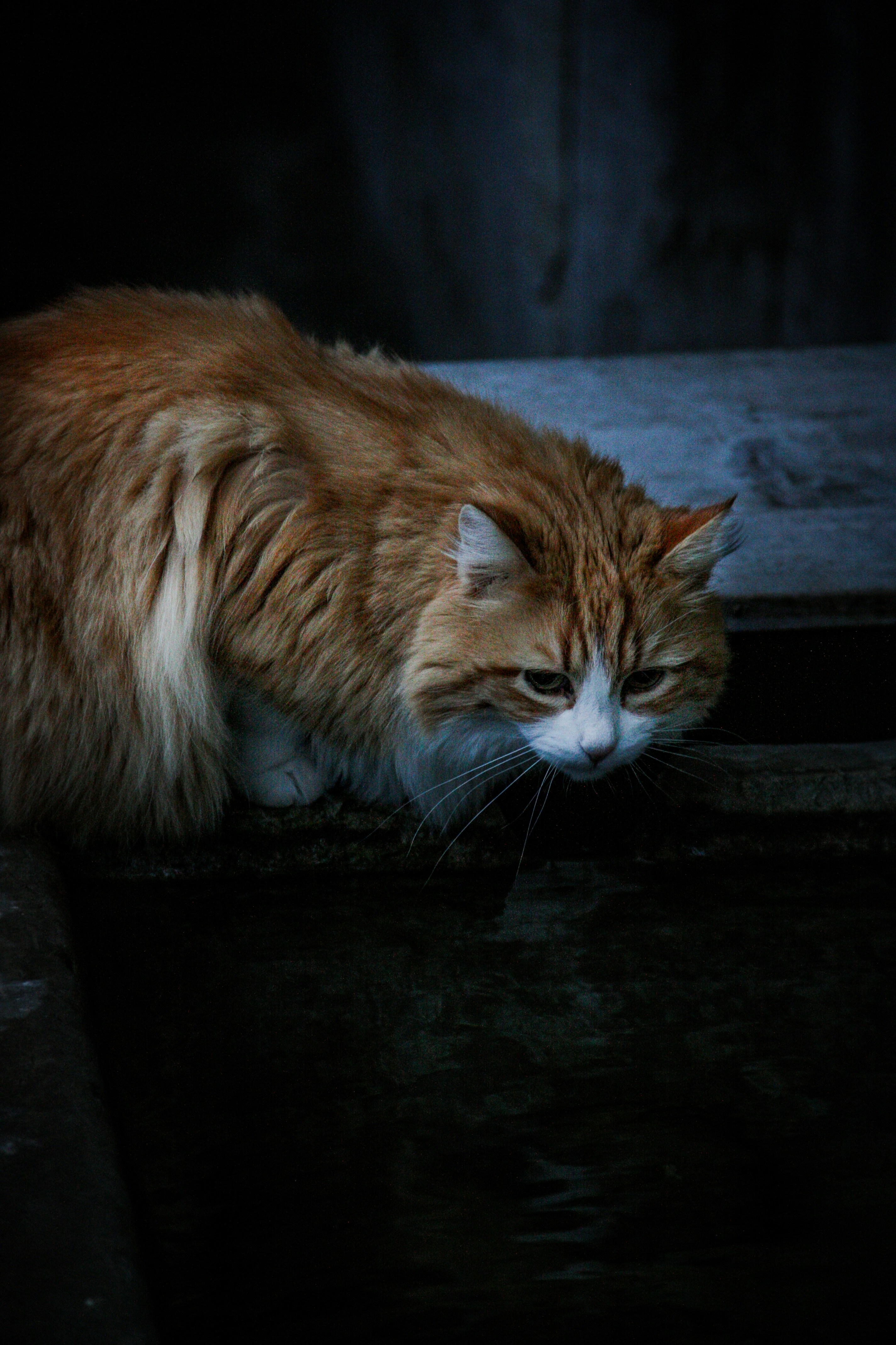 Fluffy orange cat poised near a dark water basin, intently observing its reflection in the fading light.