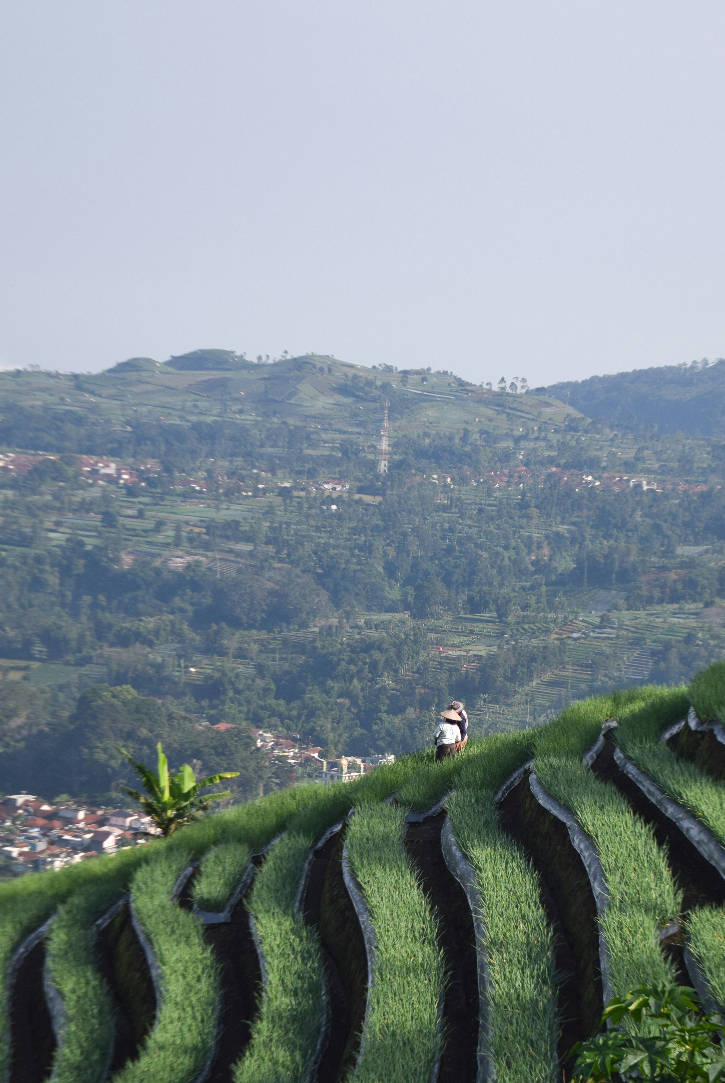 Terraced Fields Reaching for the Horizon