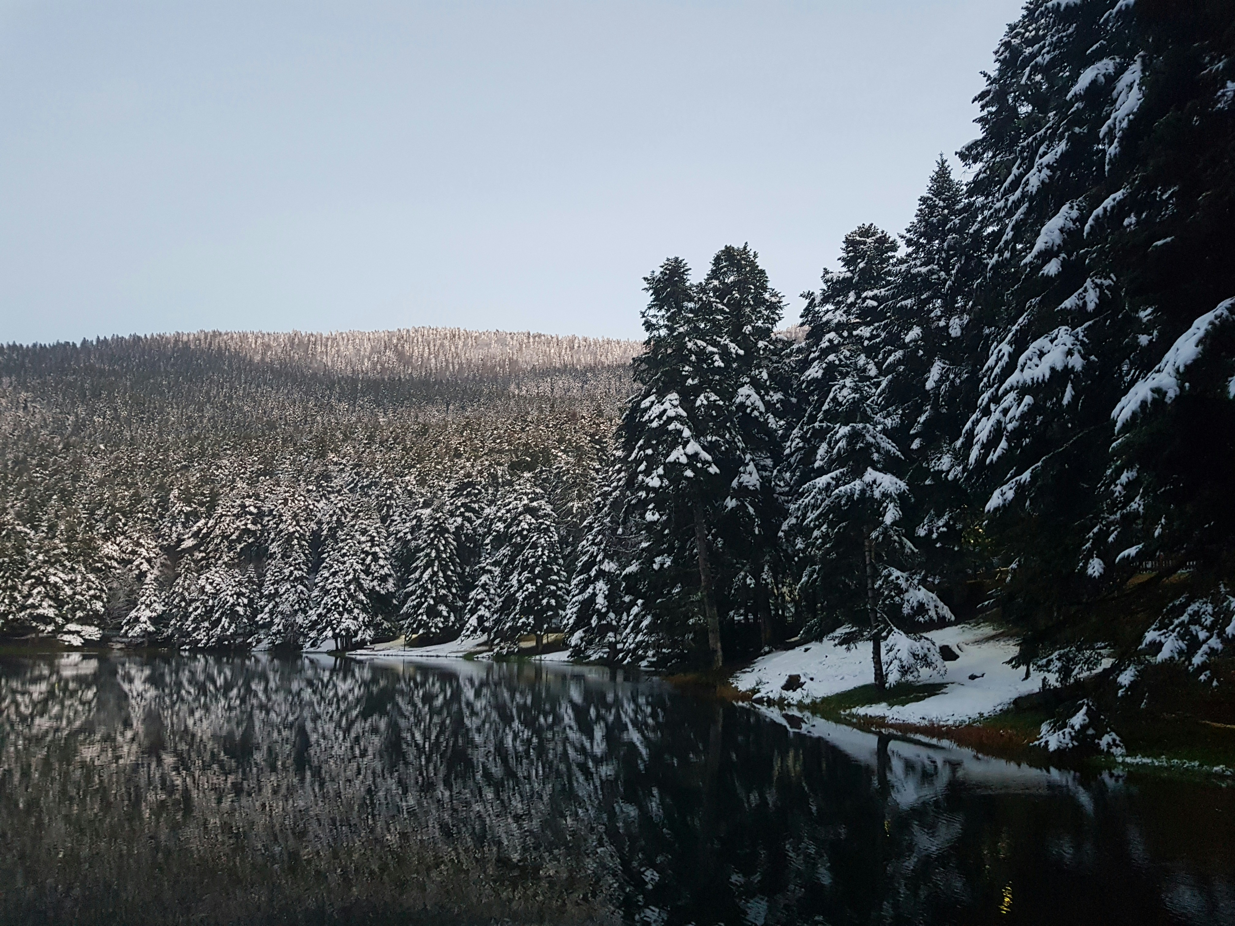 Landscape photography of green trees photo – Free Plant Image on Unsplash