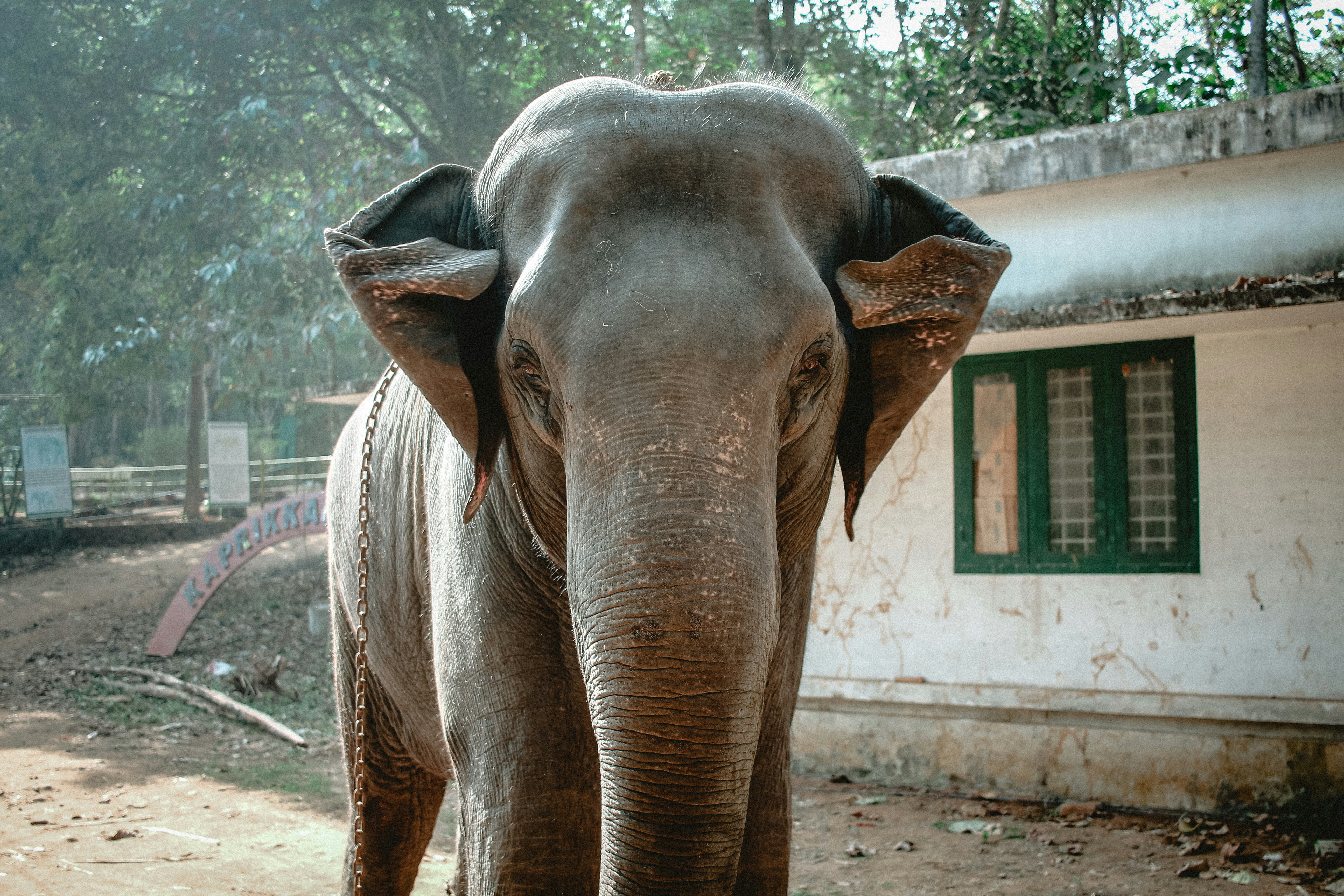 Close-Up of an Elephant at the Farmyard Gate
