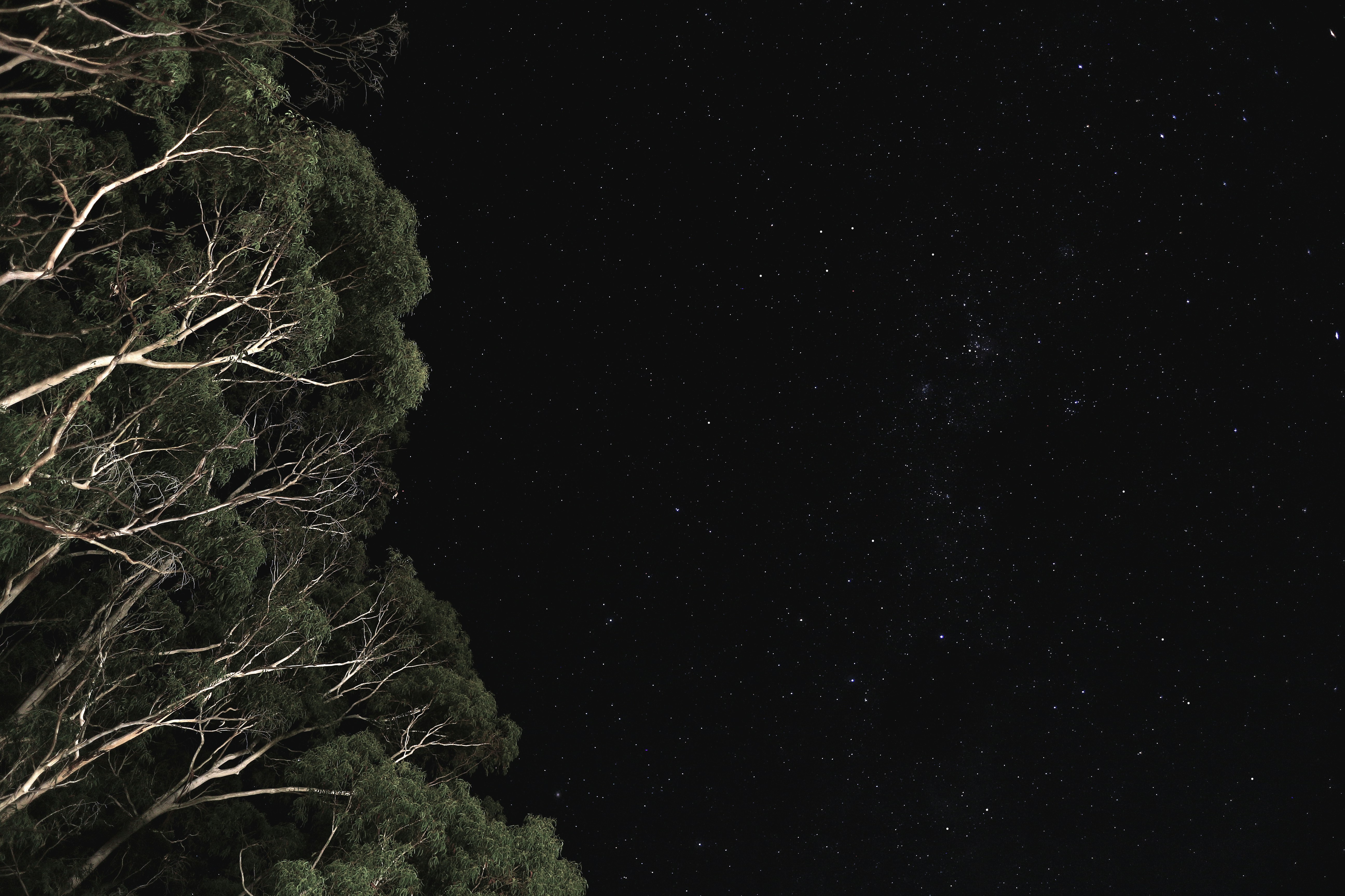 Edge of Pines, Sea of Stars