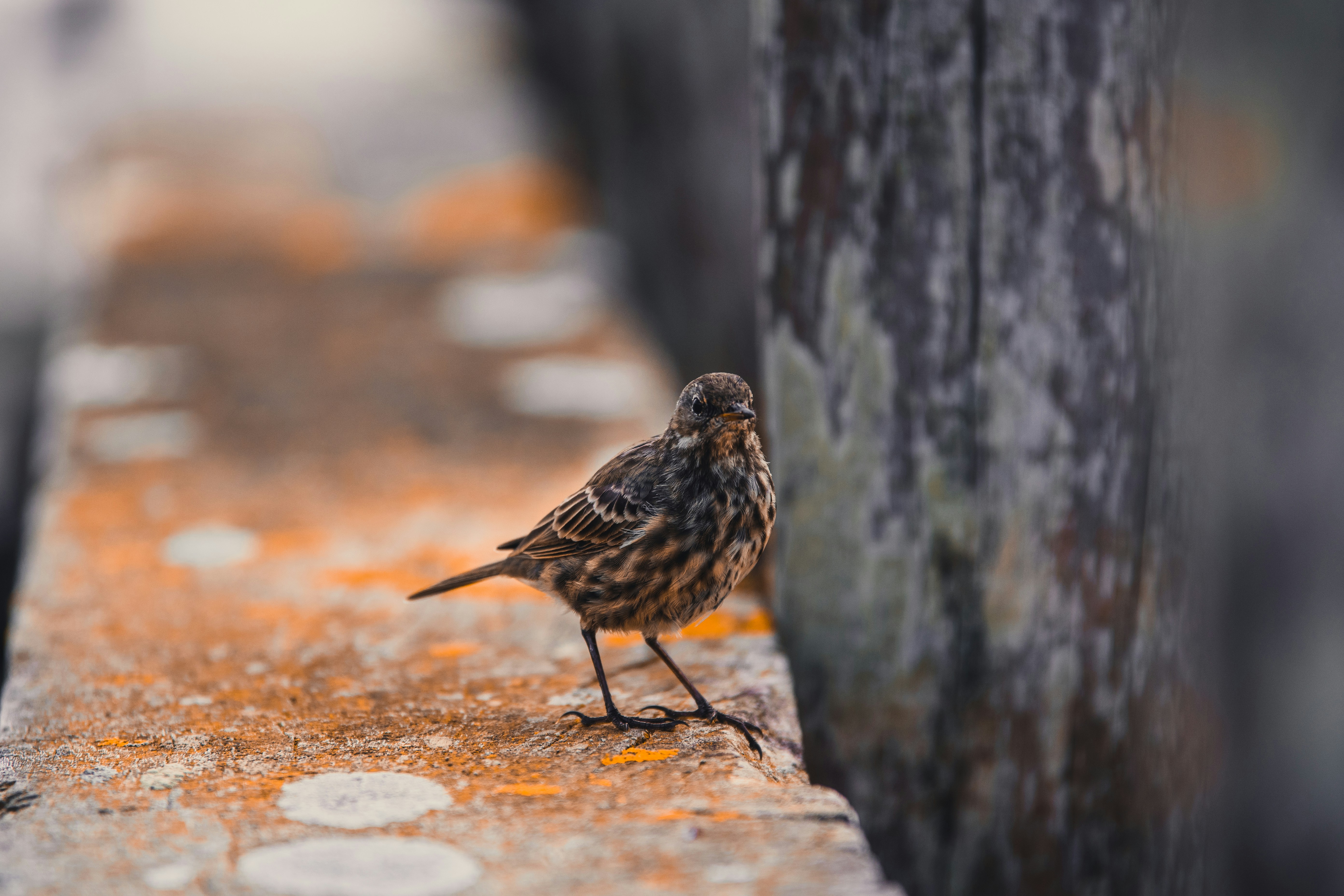A small bird stands on a weathered plank, surrounded by textured surfaces and soft colors. The scene captures a quiet moment in nature.
