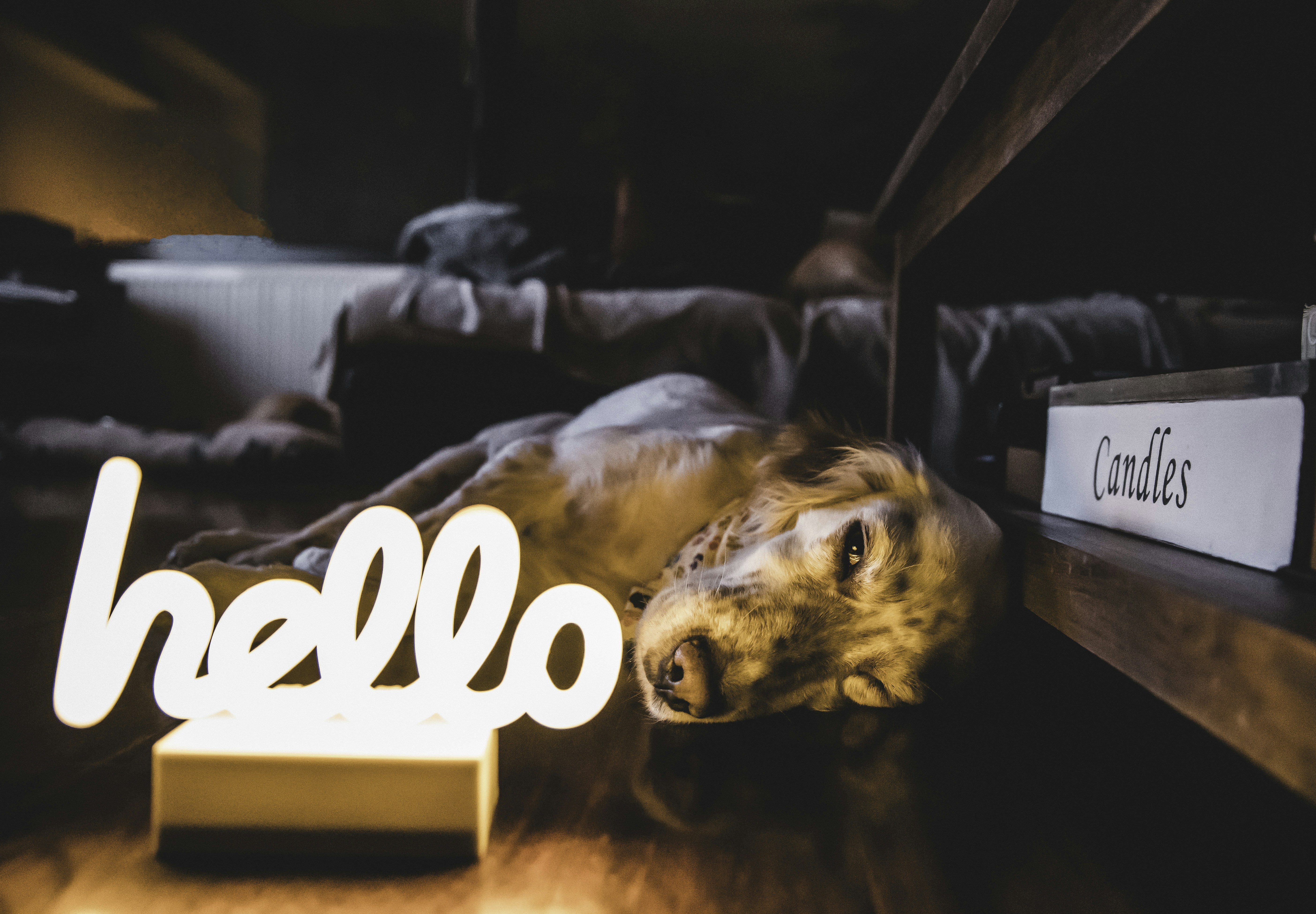 Warm Quiet Corner: A Dog Resting by a Softly Lit Hello Sign
