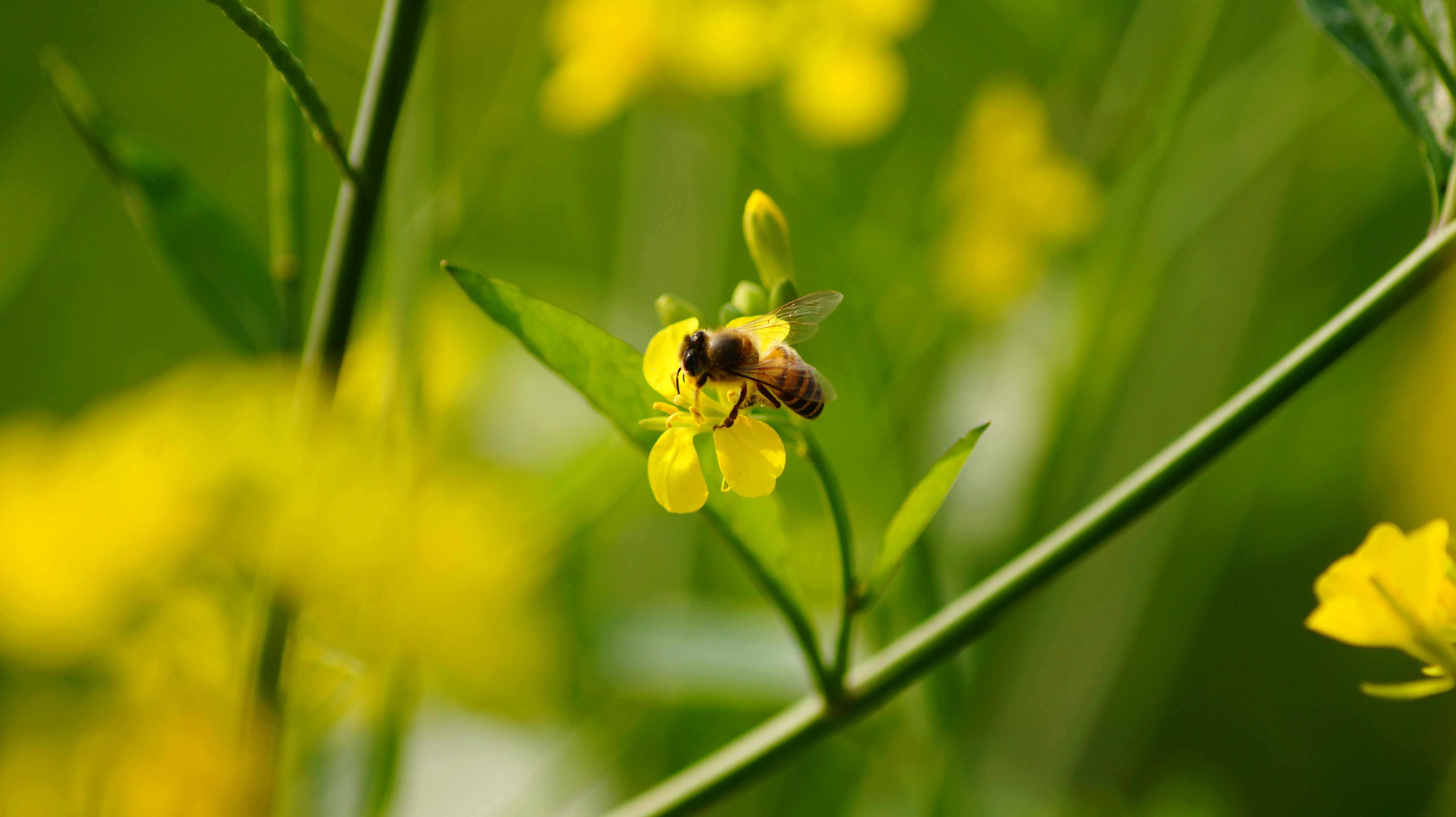 Bee at the Bloom: a Macro Moment in a Sunlit Meadow