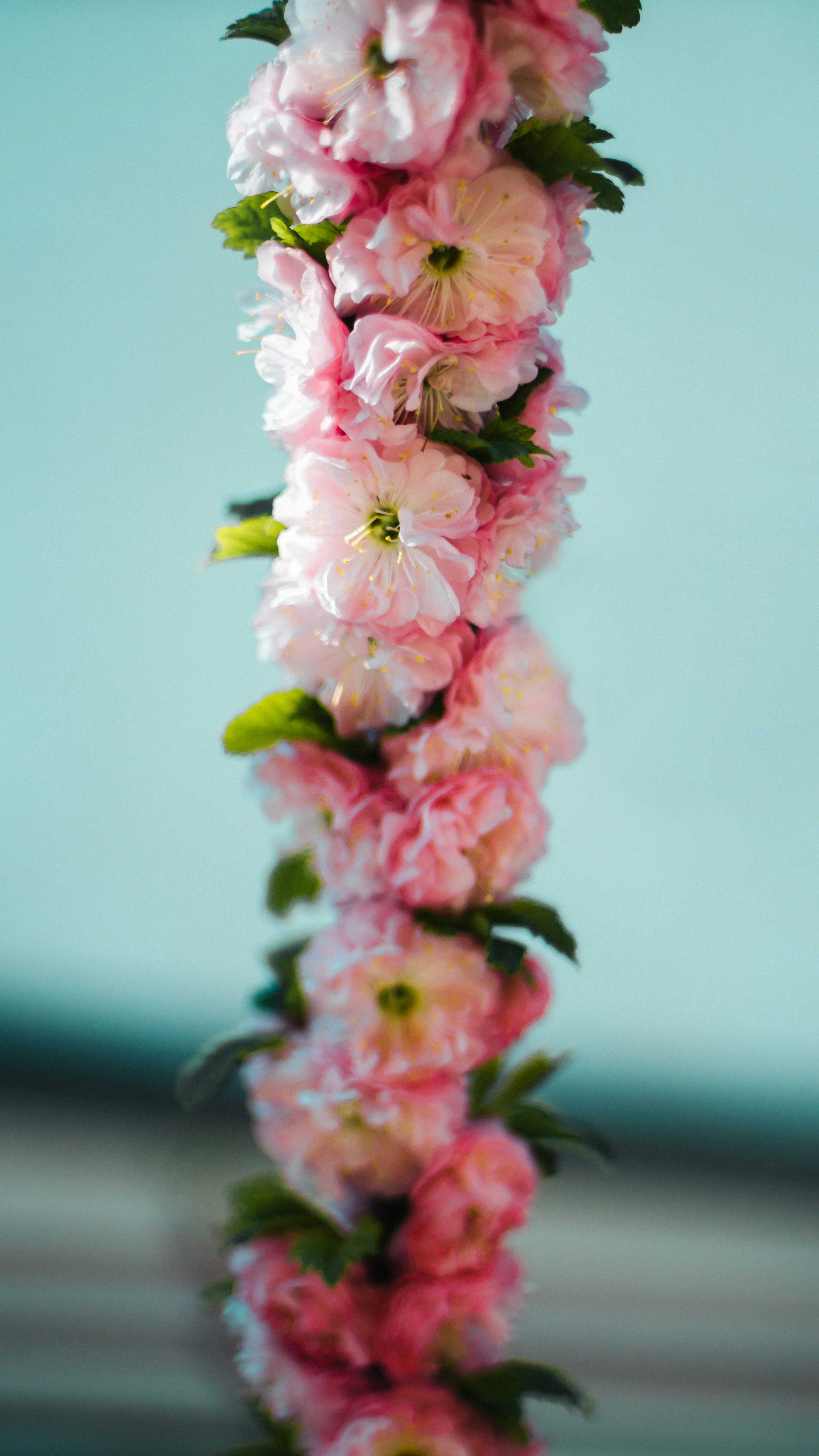 Blooming vertical garland: a pink flower cascade against a turquoise backdrop