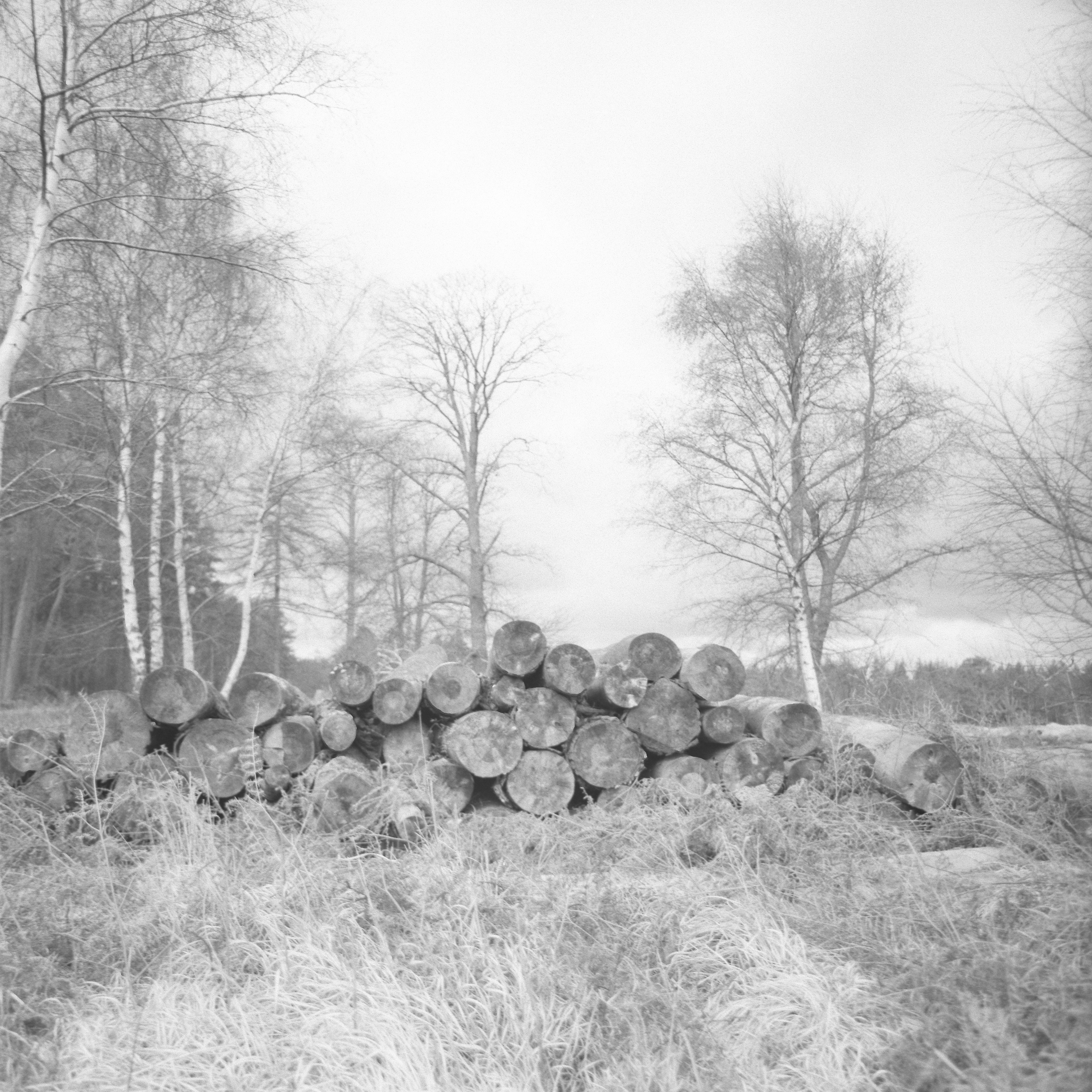 Gray Expanse: A Stack of Logs Beneath Bare Winter Trees