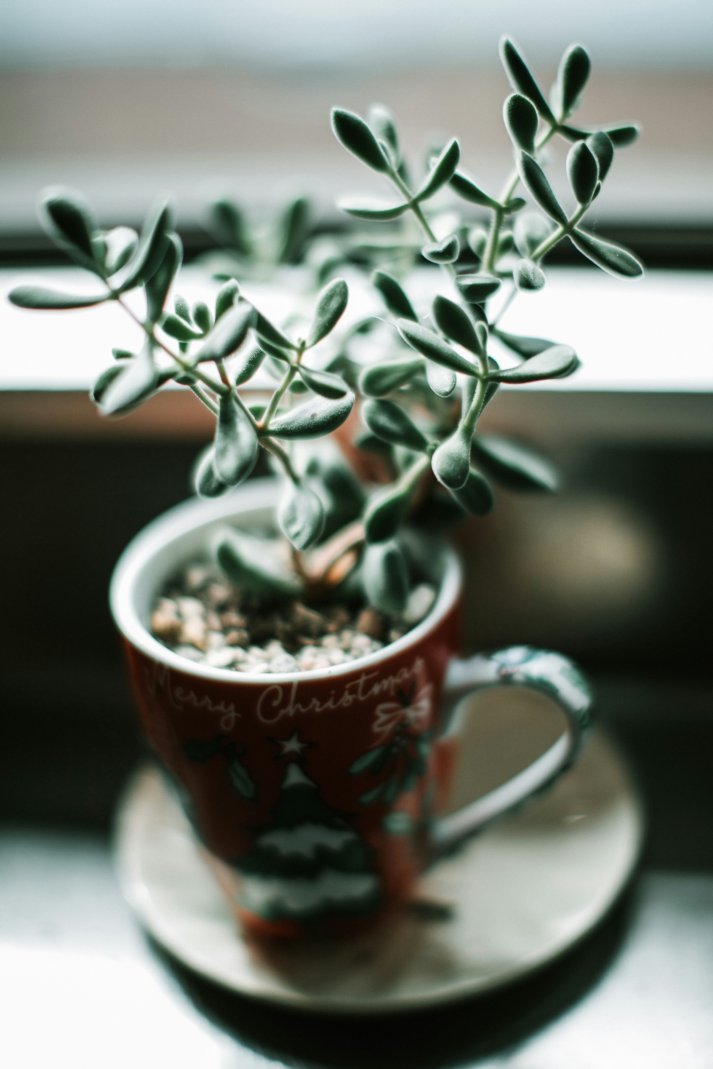 Festive Greenery: A Holiday Succulent Arrangement