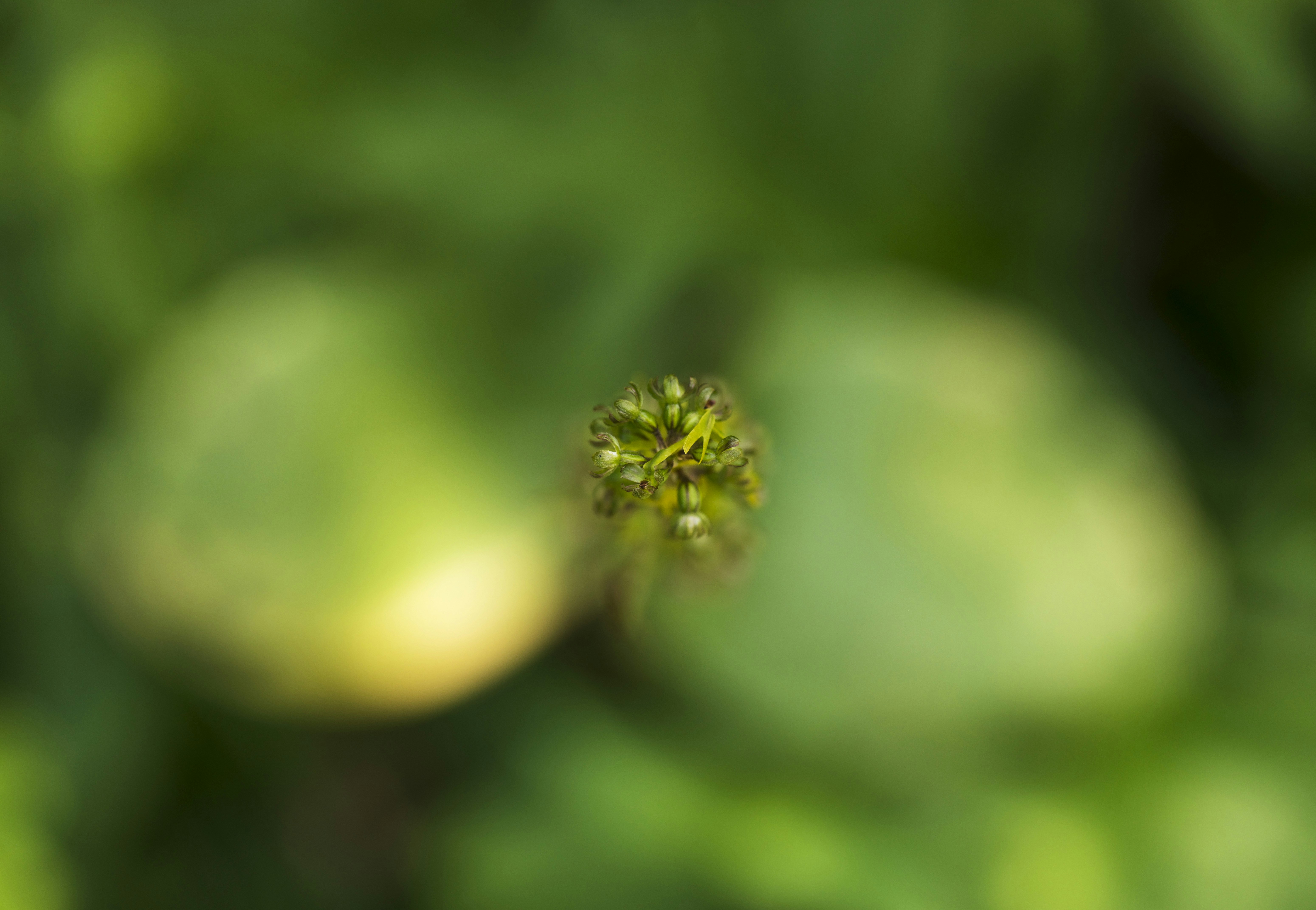 Close-up of a budding plant surrounded by blurred foliage, emphasizing the intricate details of nature's growth.