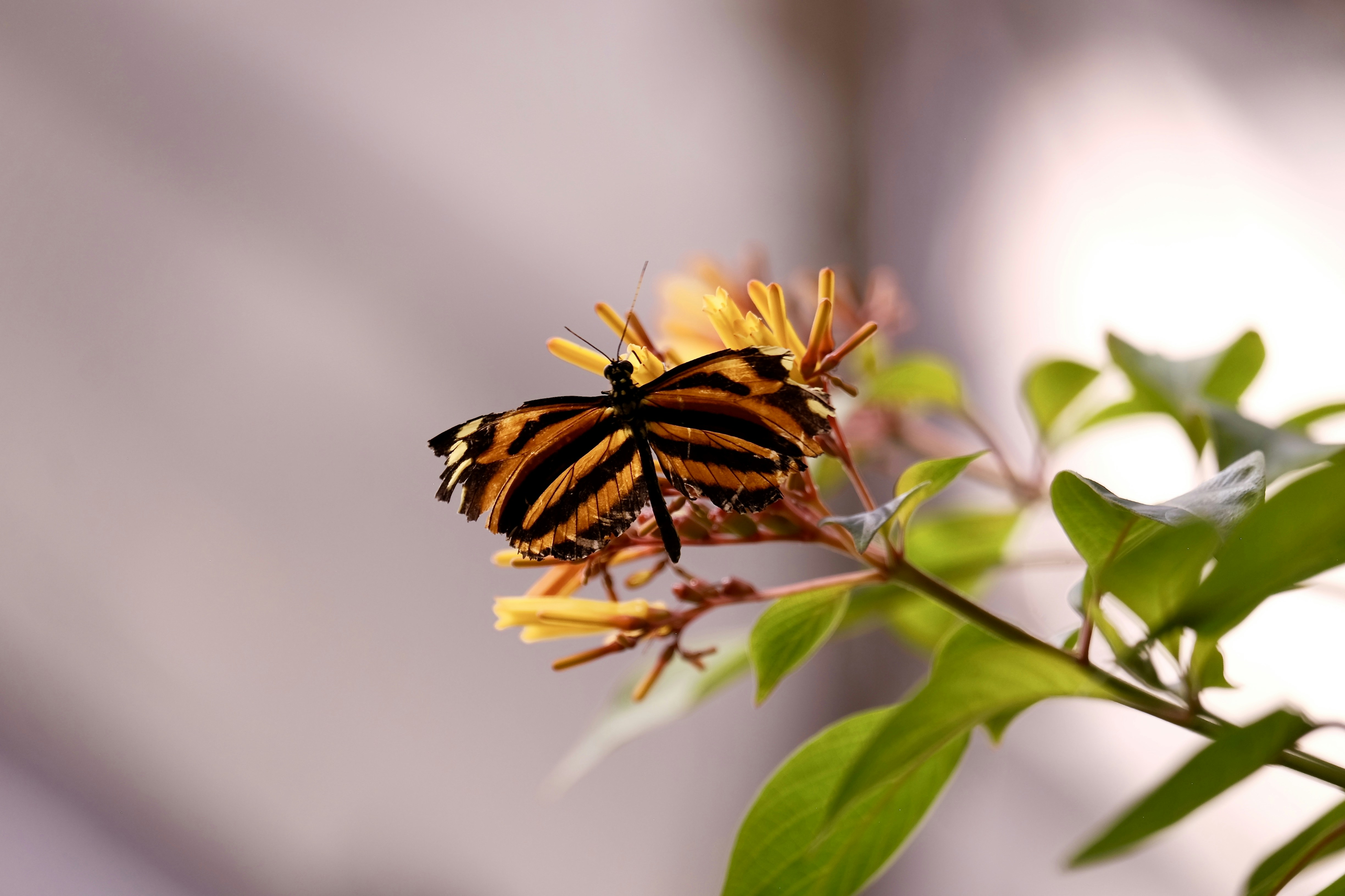 Orange zebra long winged butterfly on yellow flower photo – Free ...