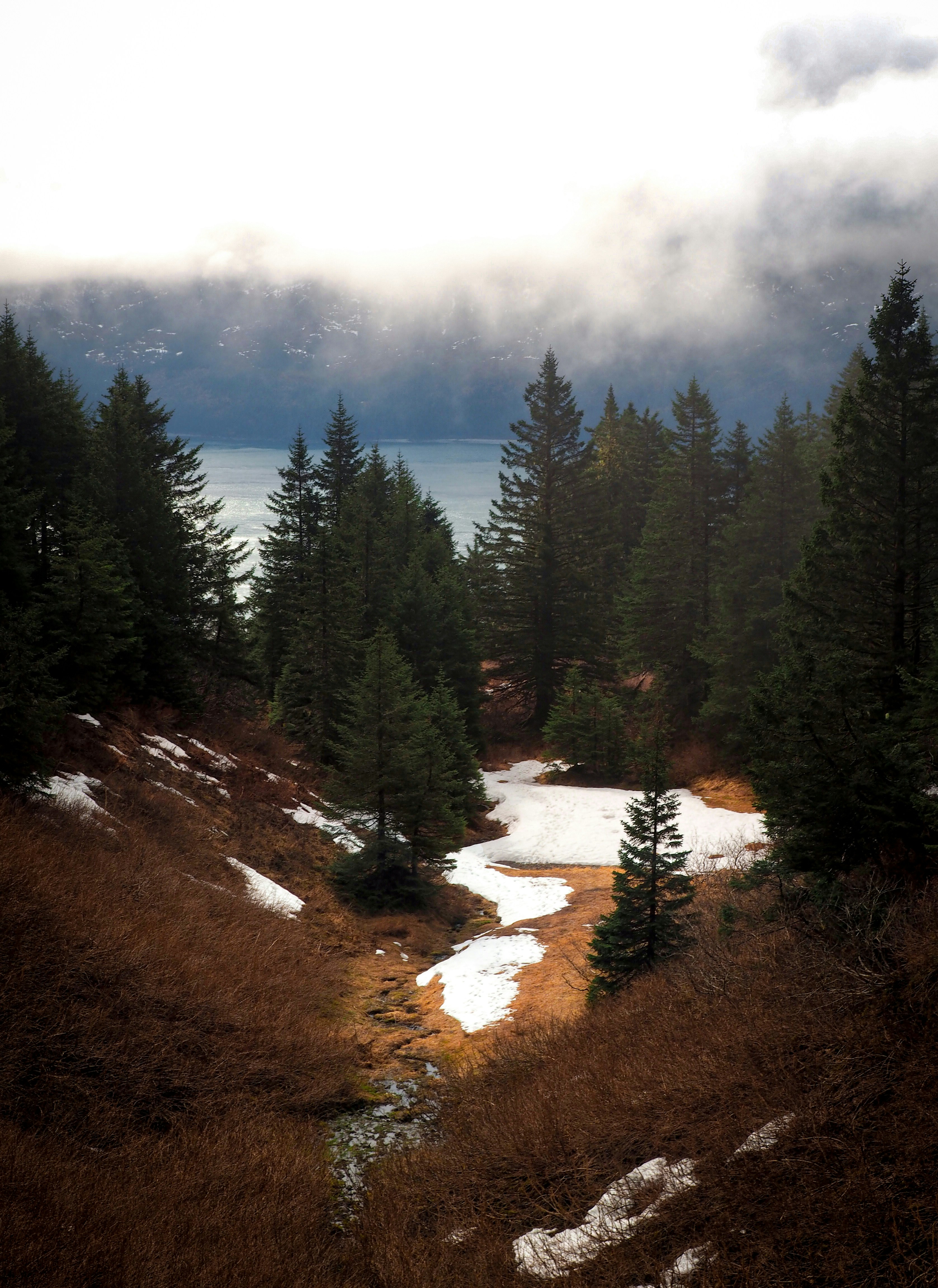 Pine-voiced valley: a snow-dusted trail through a cedar-grove amphitheater