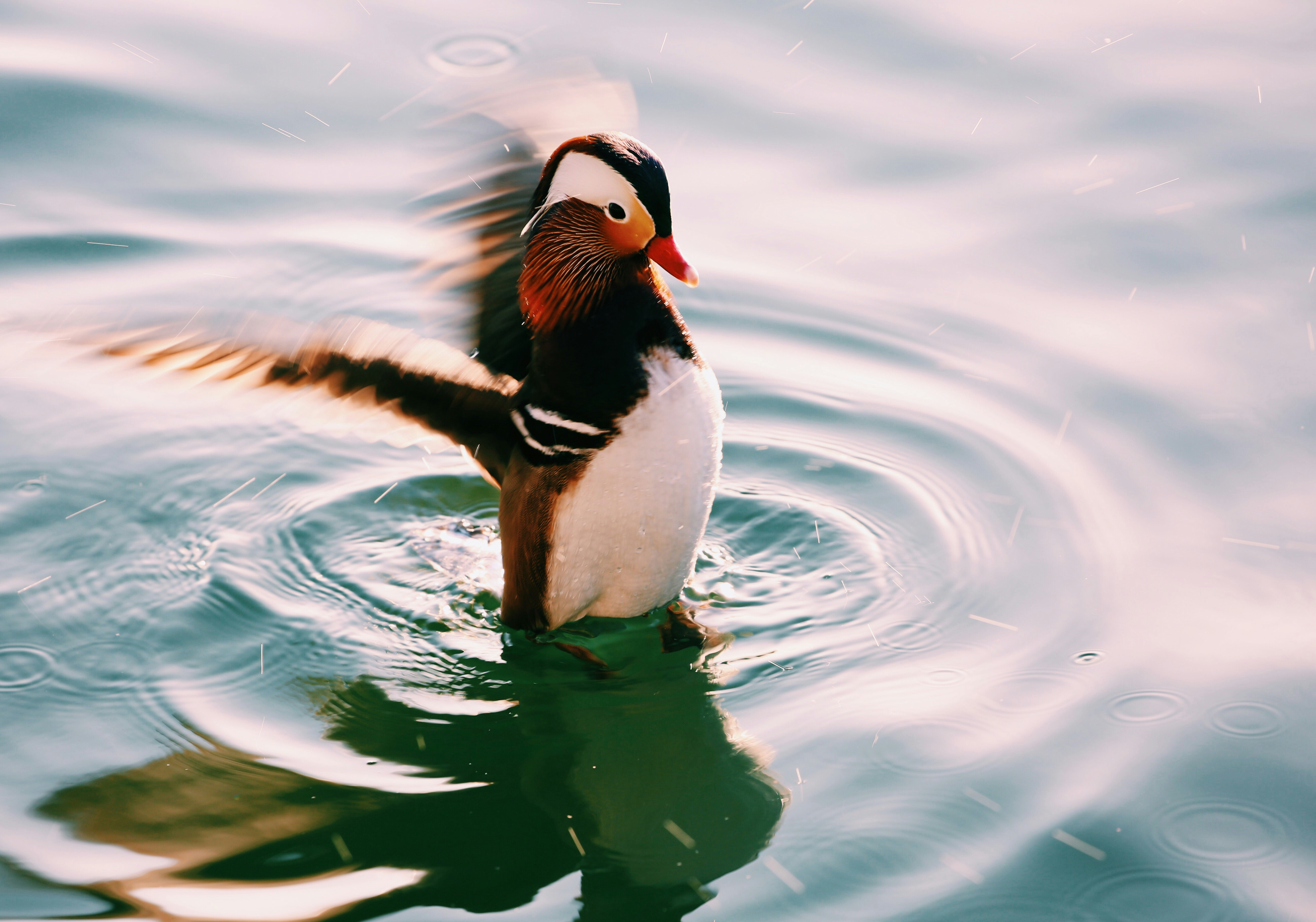 Whirling Ripples: A Puffin Pause with Spinning Water