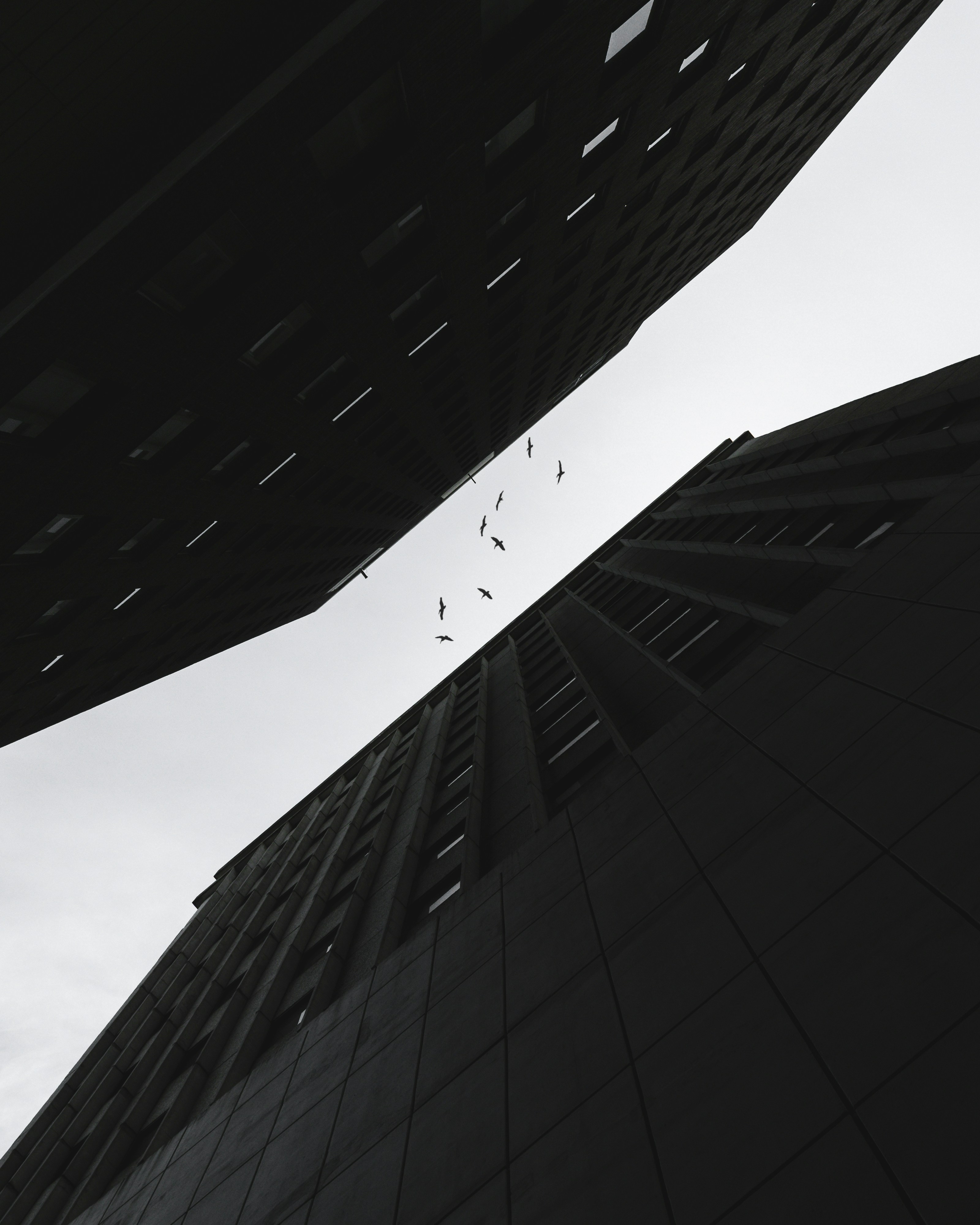 Low angle view of bird flying between buildings photo – Free Richmond ...
