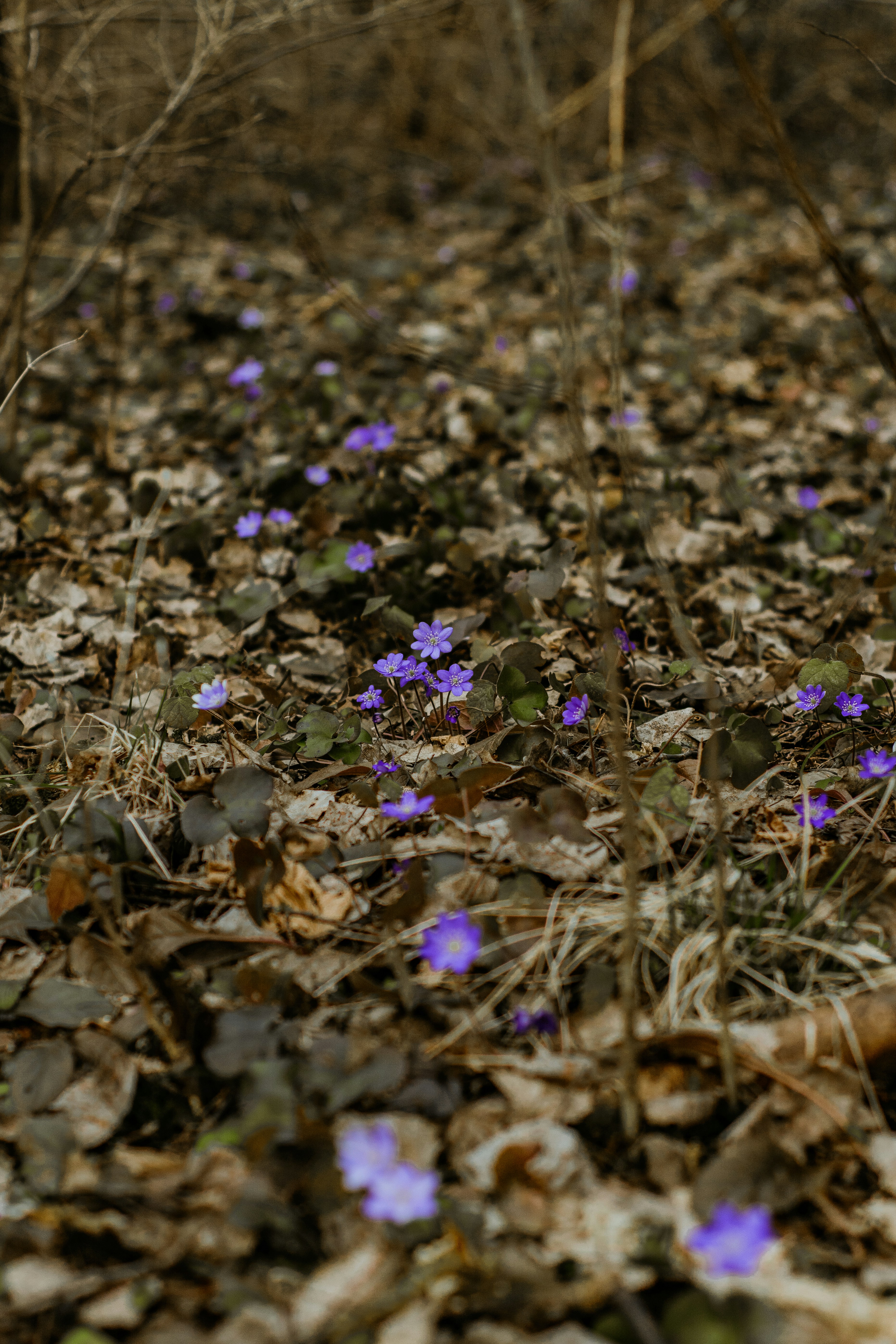 Purple Sprigs Thread Through a Leaf-Littered Woodland Floor