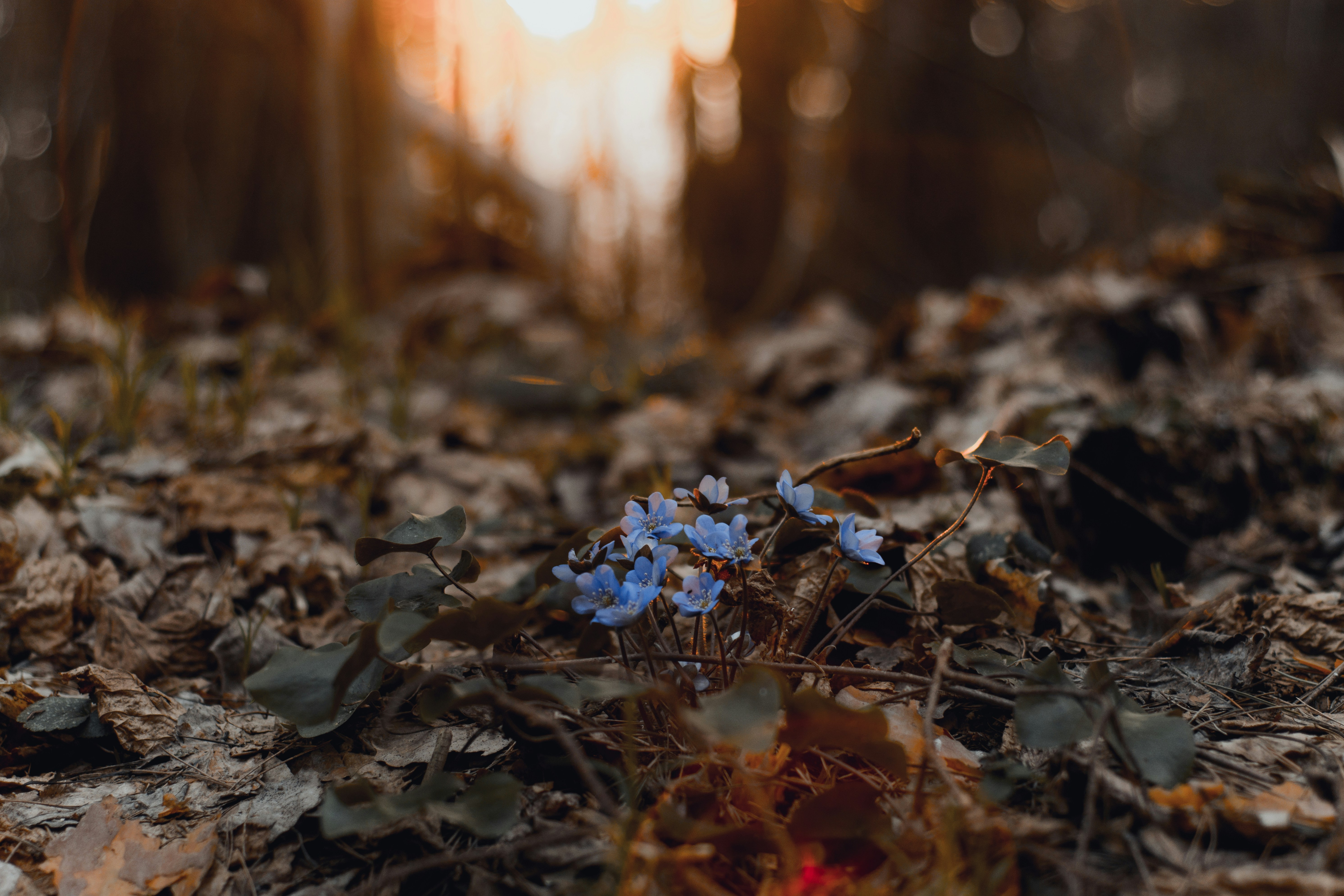 Blue blossoms in autumn twilight