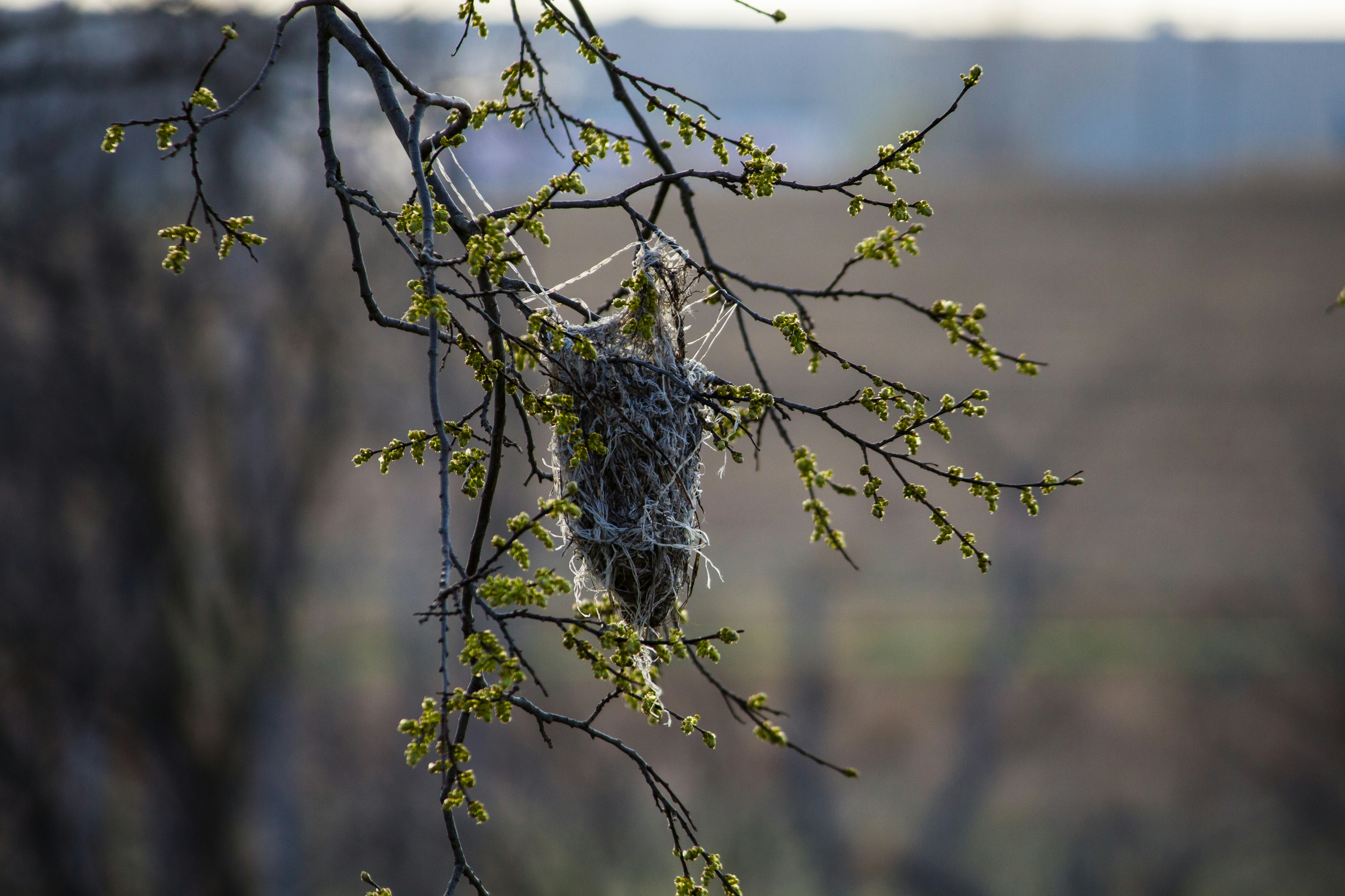 A bird nest hanging from a tree branch photo – Free String Image on ...