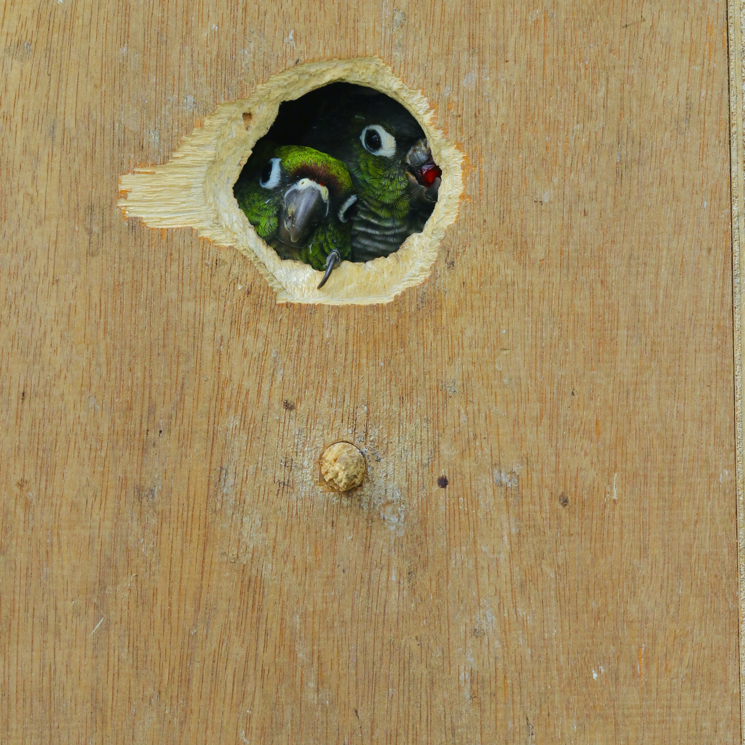 Emerald Parrot Peeks from a Hand-Carved Hole in Weathered Wood
