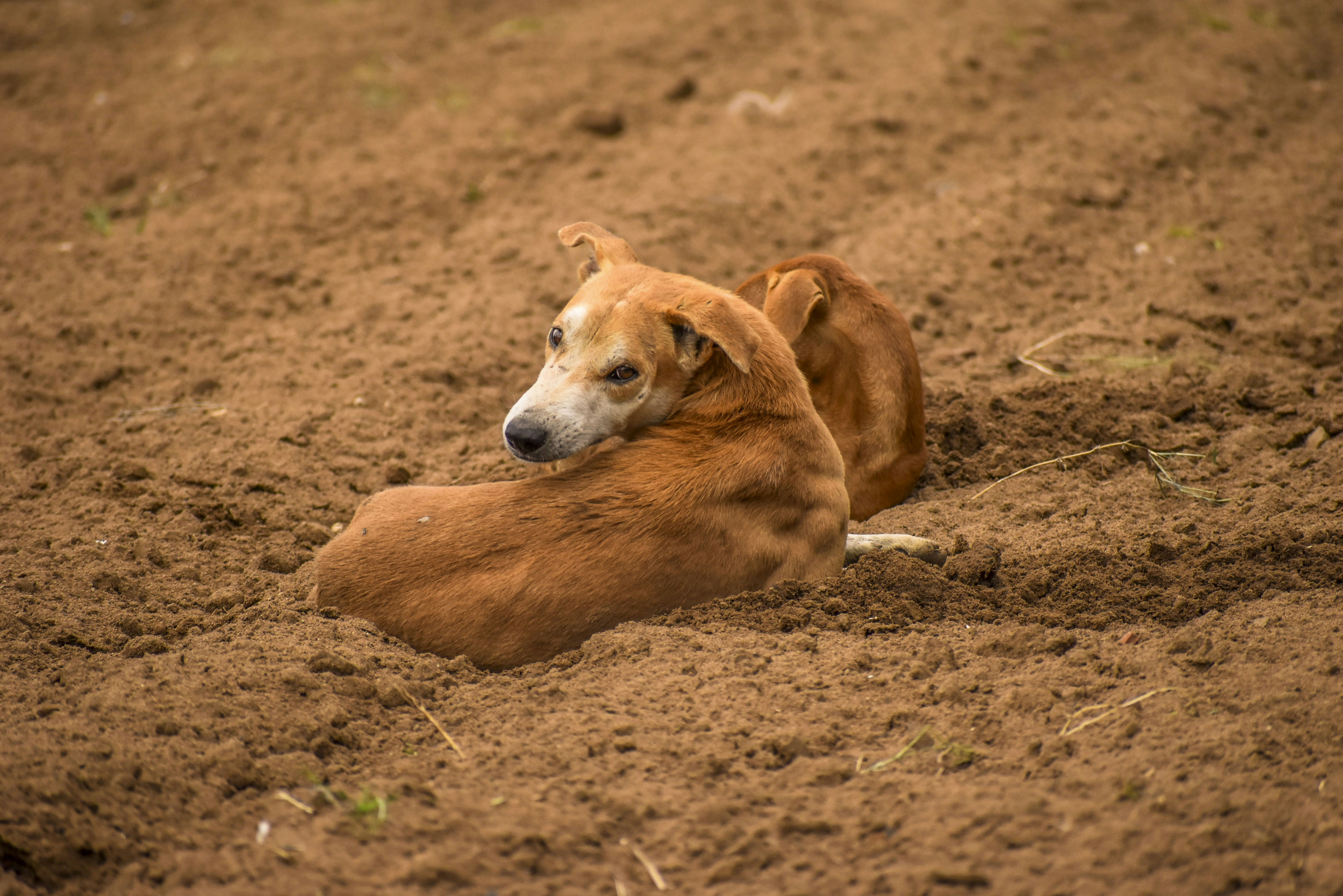 A brown dog rests in freshly turned soil, gazing back with a thoughtful expression. The scene captures a moment of tranquility amidst nature.