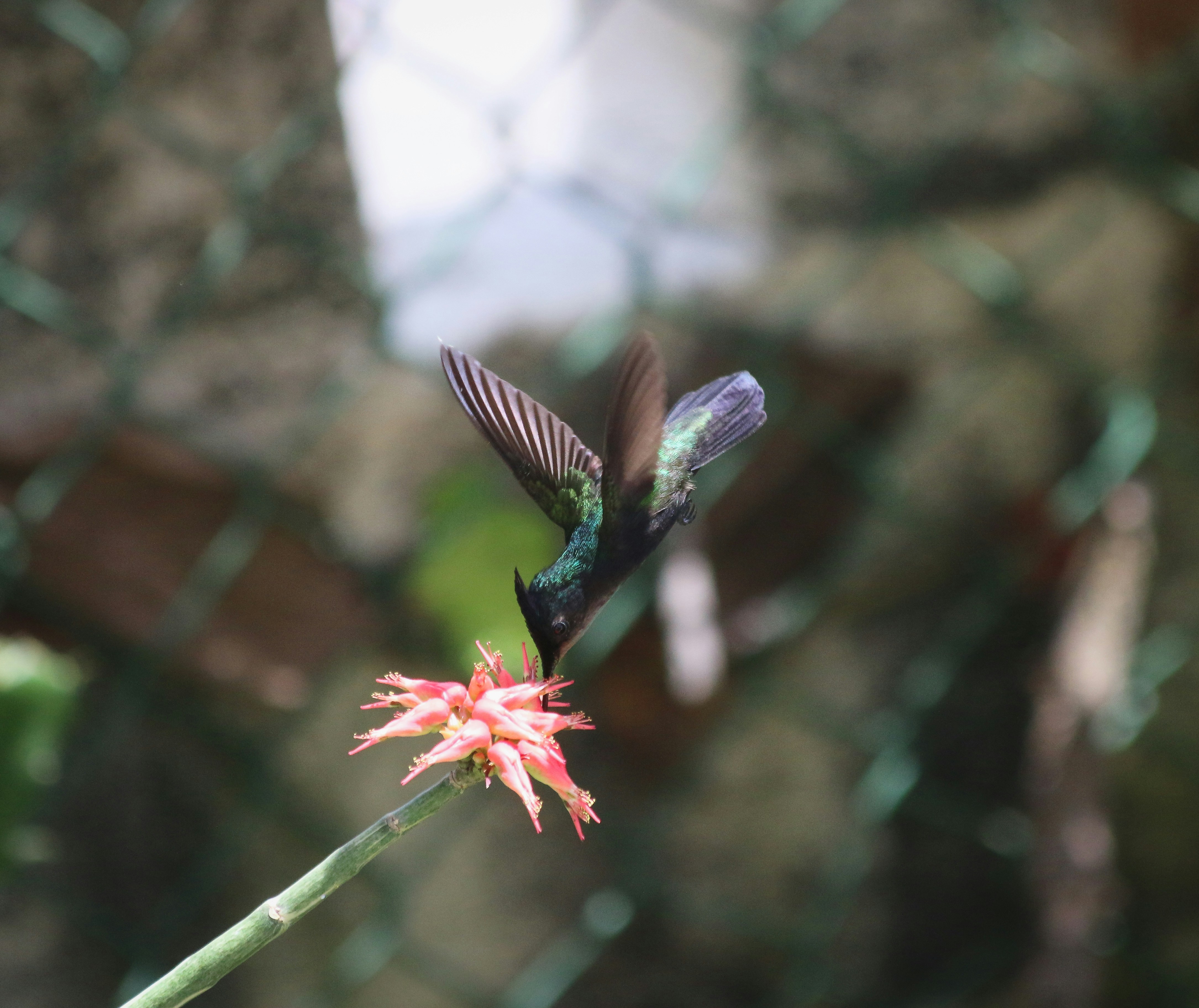A hummingbird hovers delicately above a vibrant pink flower, showcasing its iridescent feathers against a blurred background.