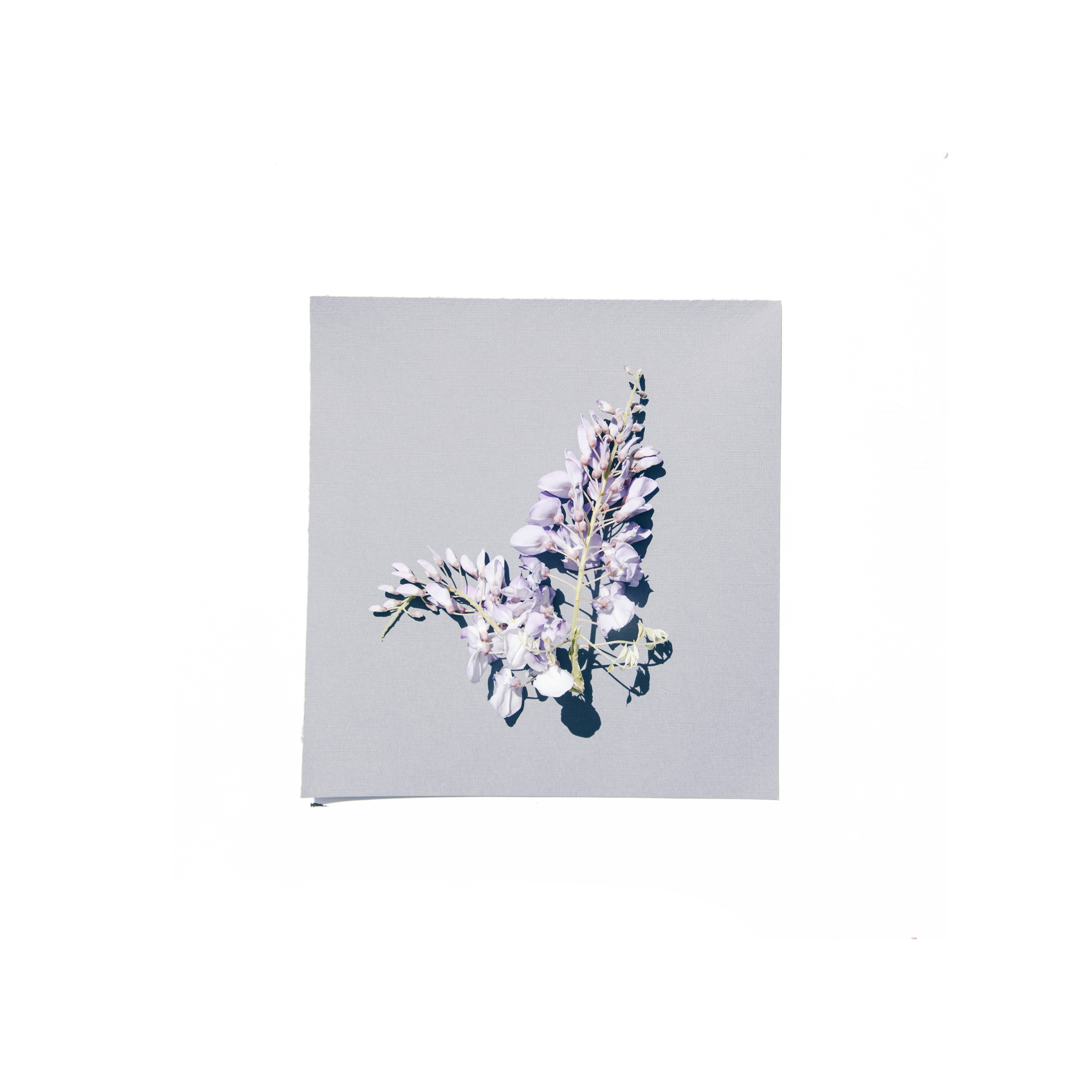 Lavender Sprig on a Pale Gray Card