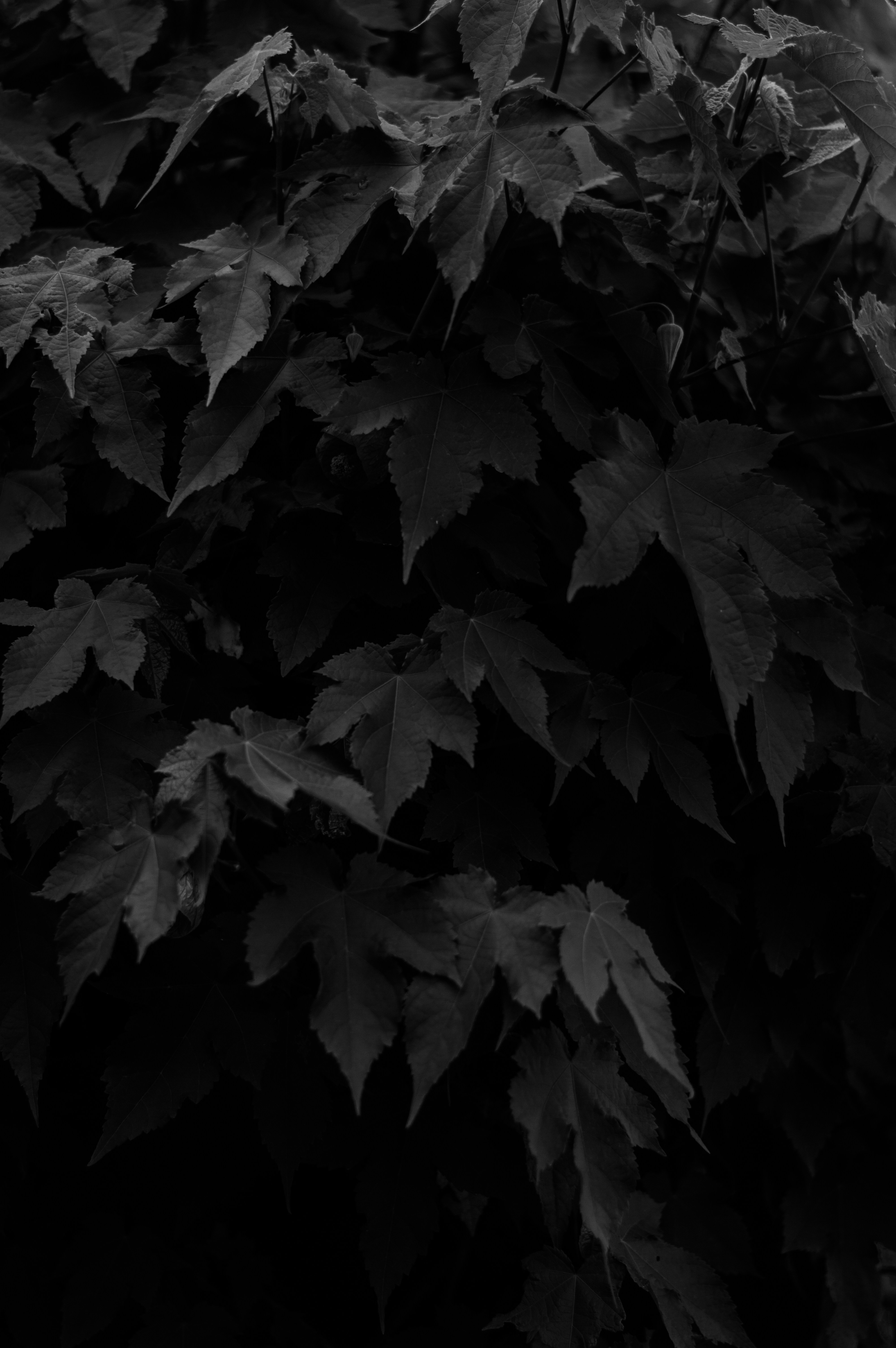 Grayscale photography of bush photo – Free Blackandwhite Image on Unsplash