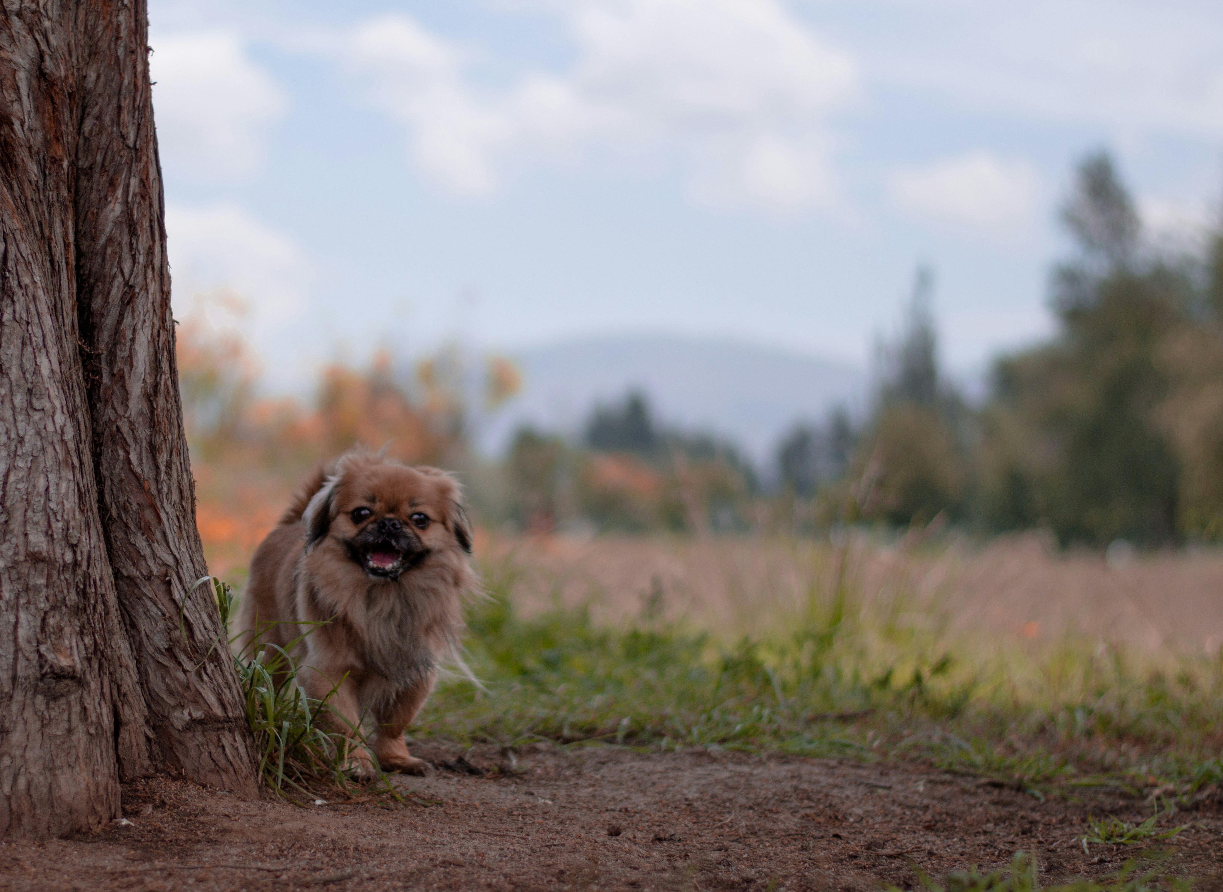 Tiny Pom at the Tree Edge: a sunlit park moment