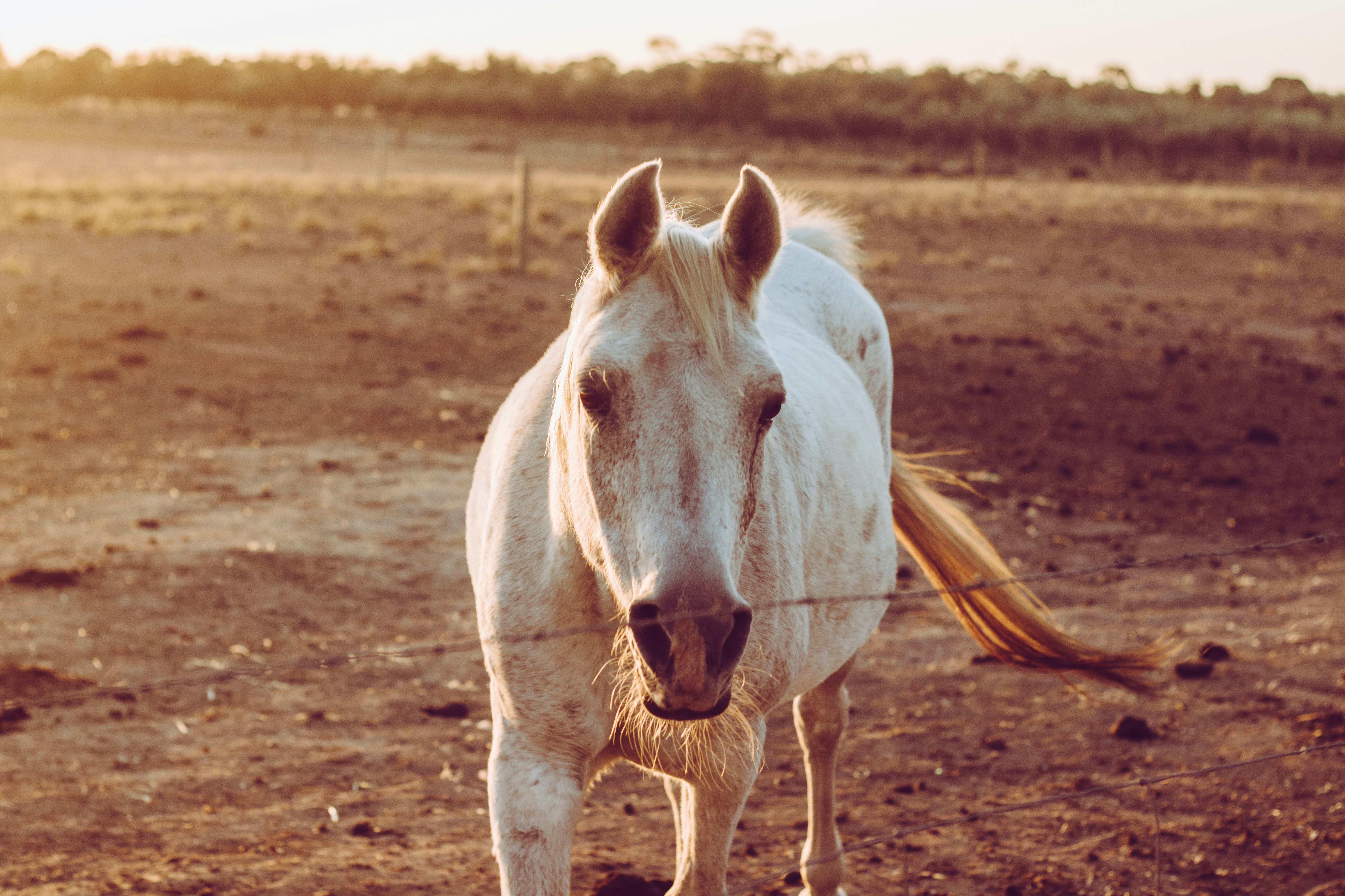 White horse standing on a sunlit, earthy field with a warm glow.