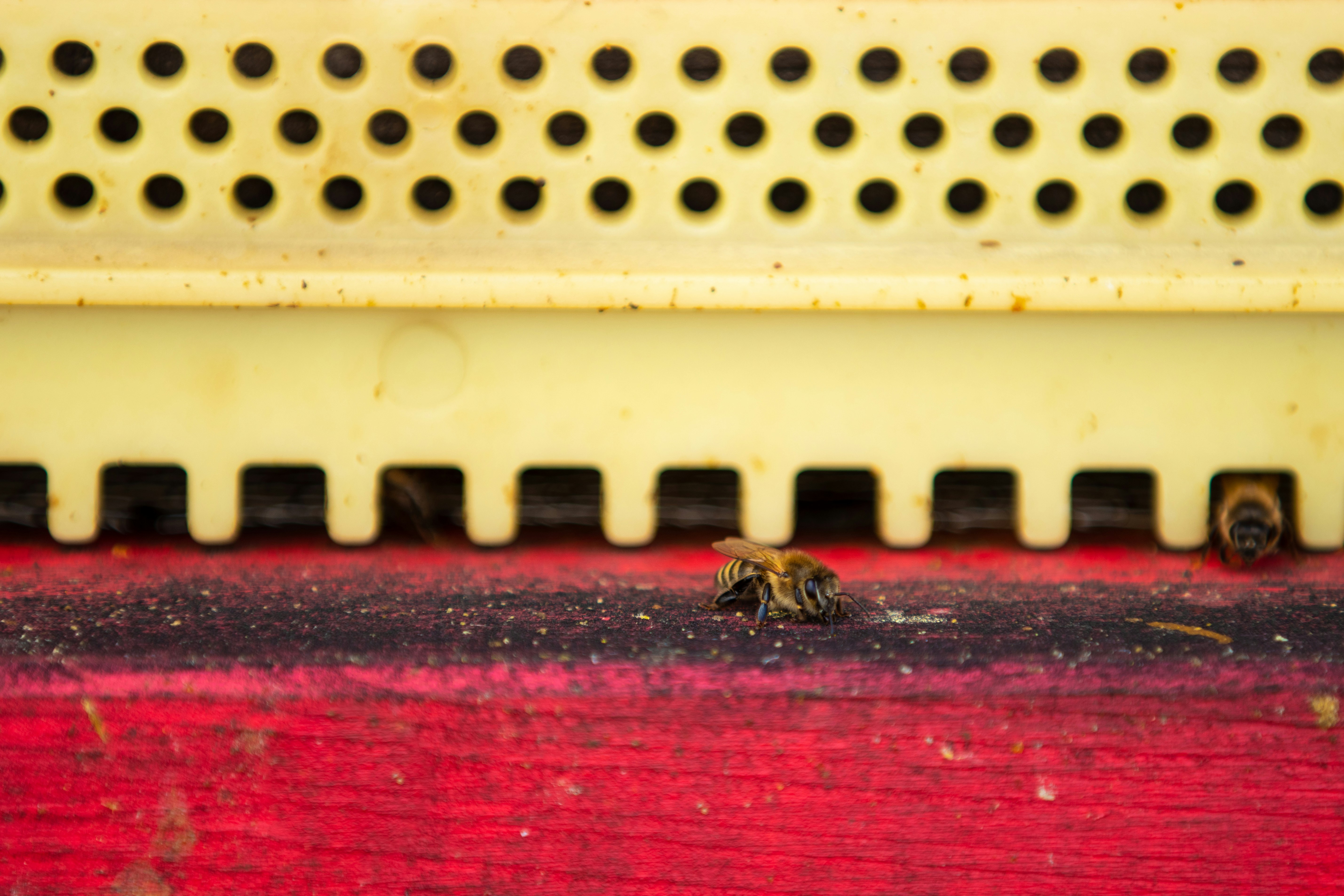 Bee on Weathered Red Wood Under a Yellow Perforated Panel