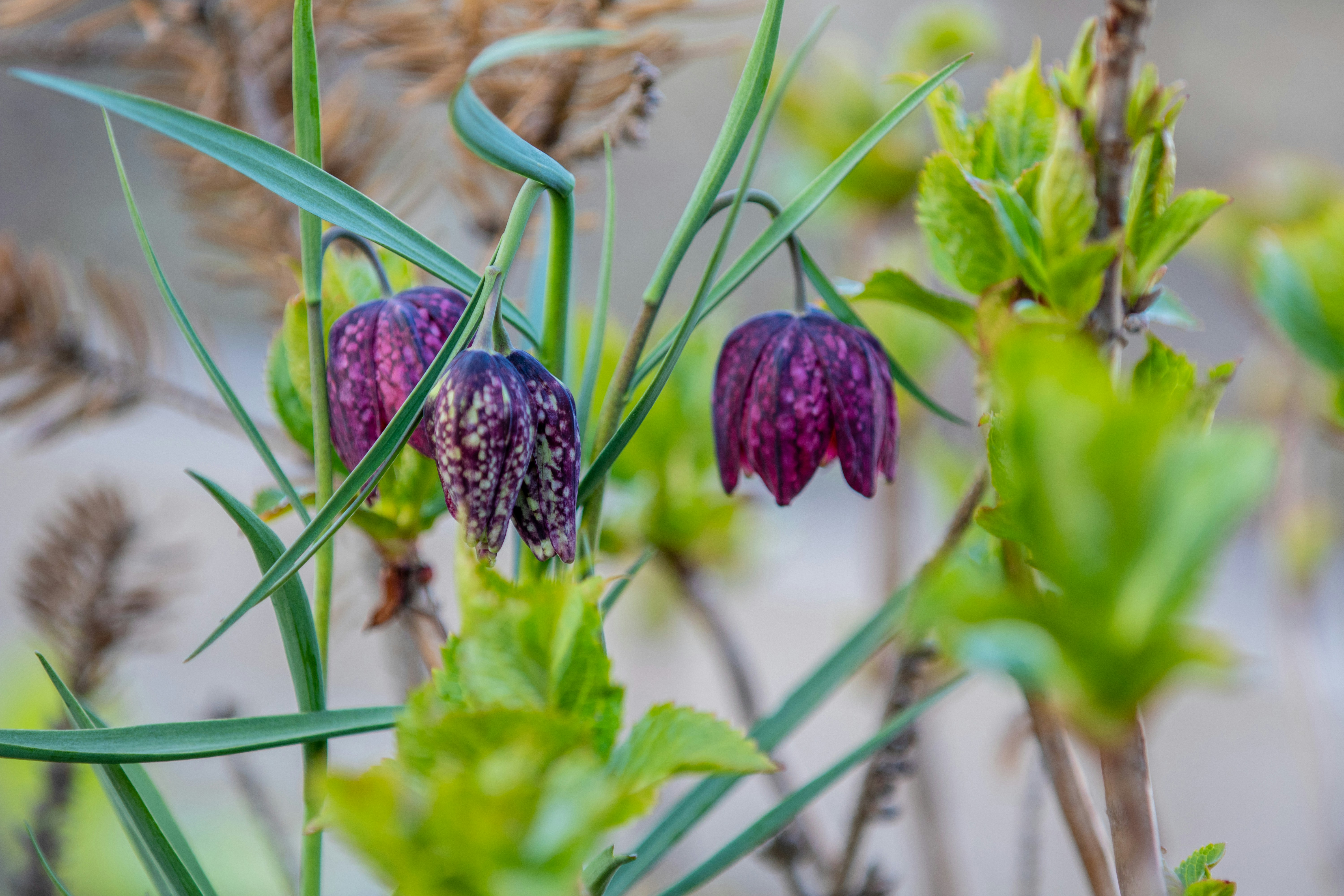 Drooping Purple Fritillary Amid Green Tendrils