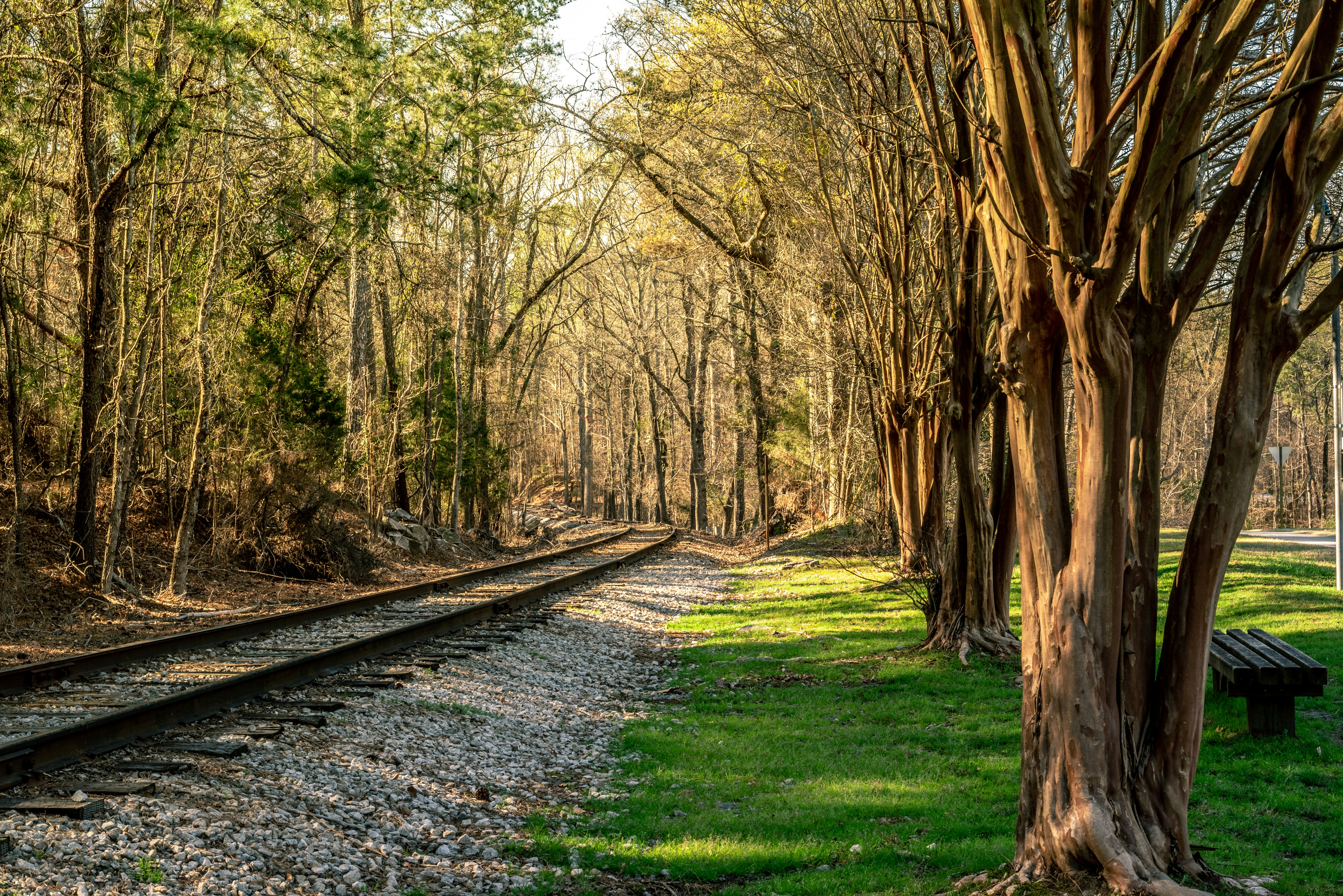 Tall brown and green trees beside train railway photo – Free Tree Image ...