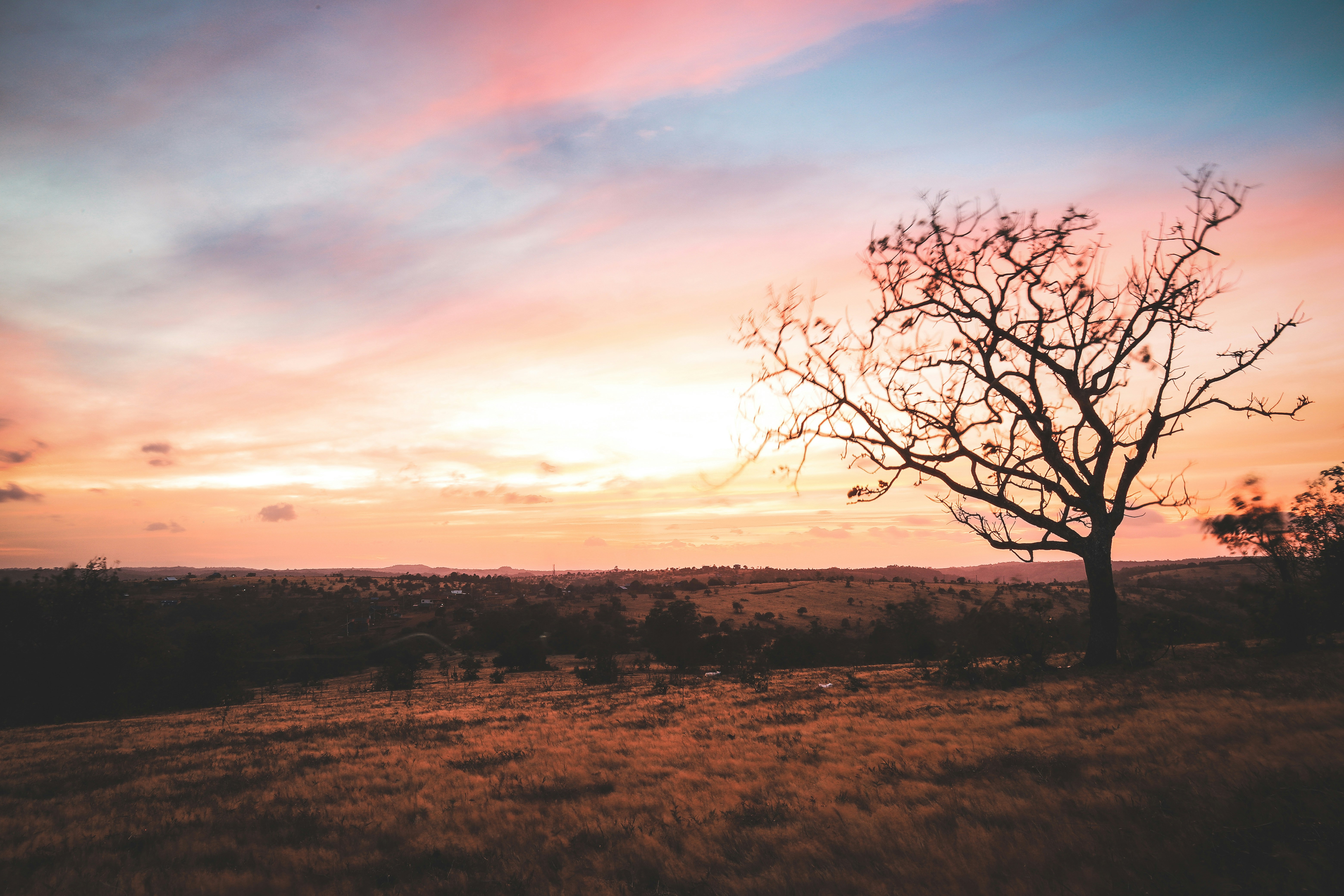 Black tree photo – Free Nature Image on Unsplash