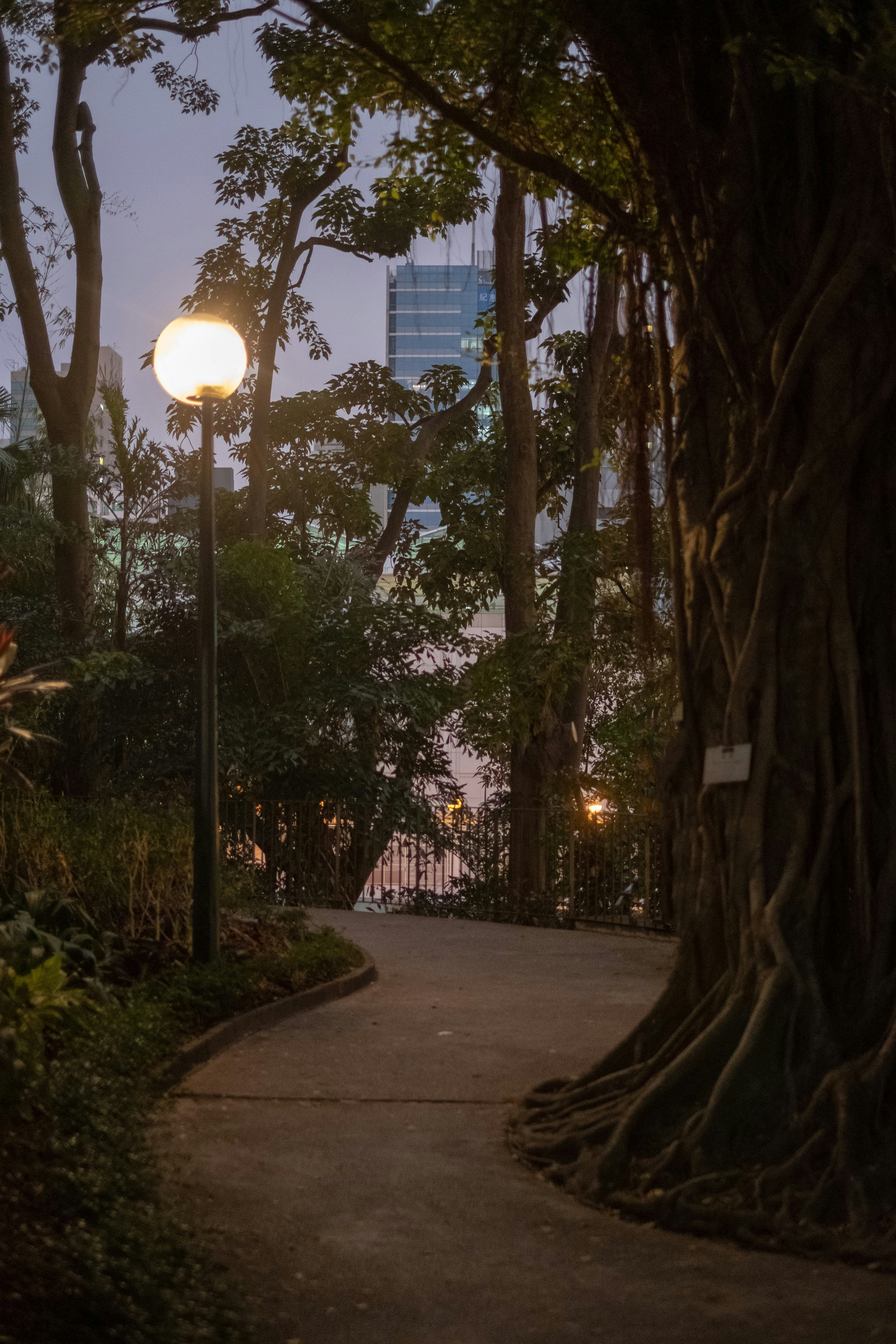 Quiet City Park at Dusk: Lantern Light Through A Tangled Forest