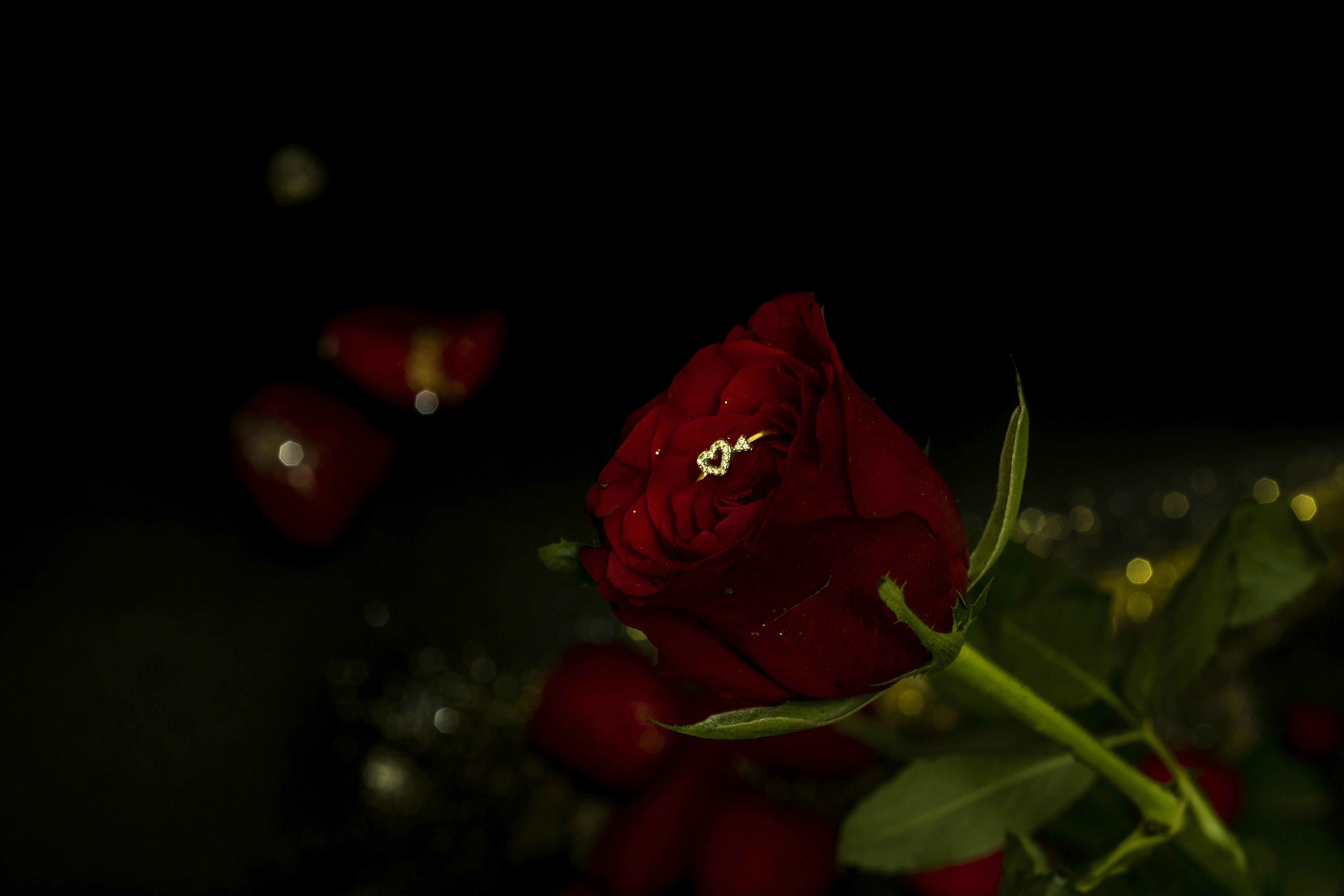 Scarlet Bloom in a Shadowed Gallery