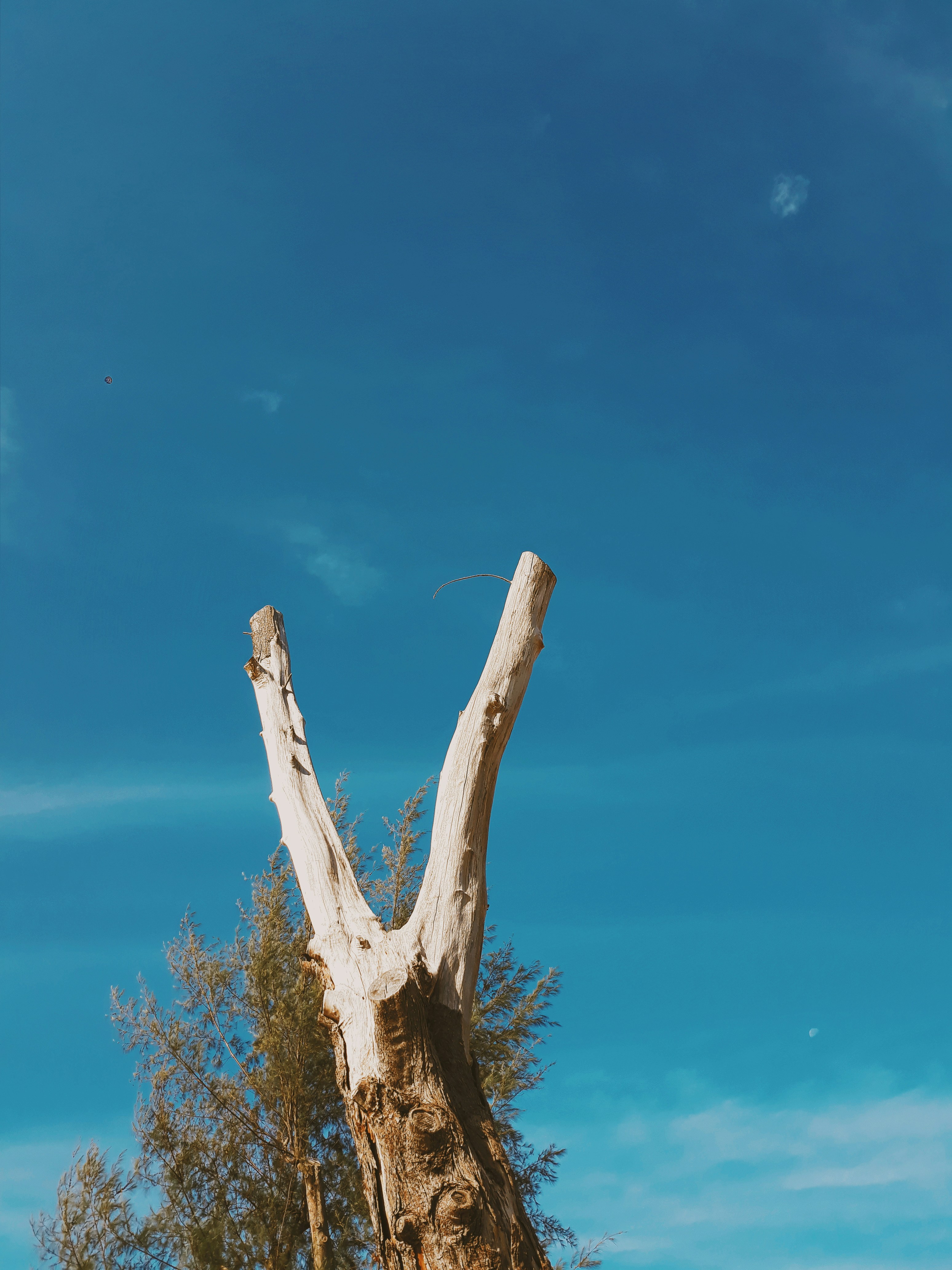 Y-Branch Sentinel Under a Pristine Blue Sky