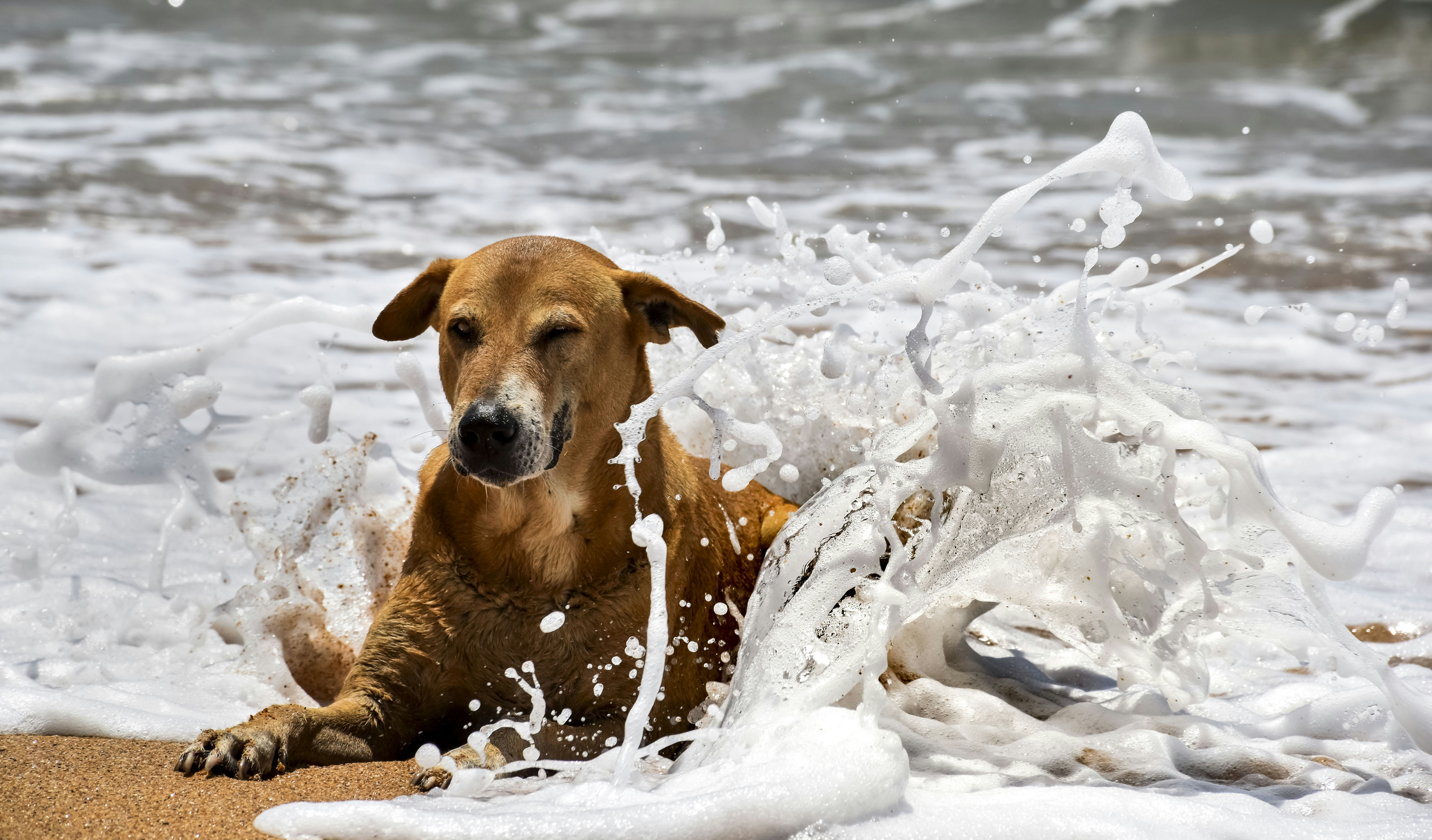 Short-coated brown dog surrounded by splashing waves on a sandy beach.