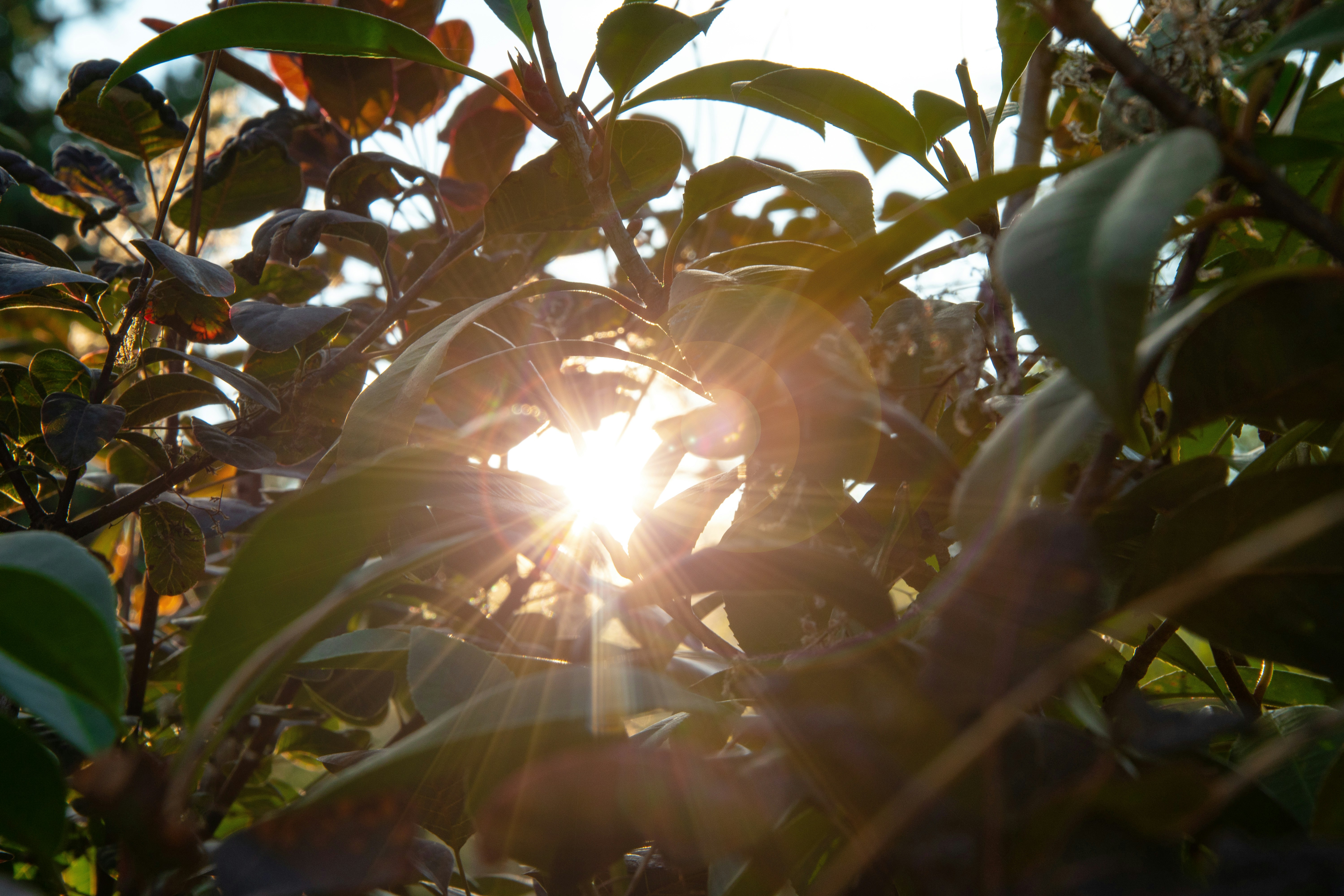 Sunlit Gaps Through Leaves: Hidden Glow Beyond the Foliage