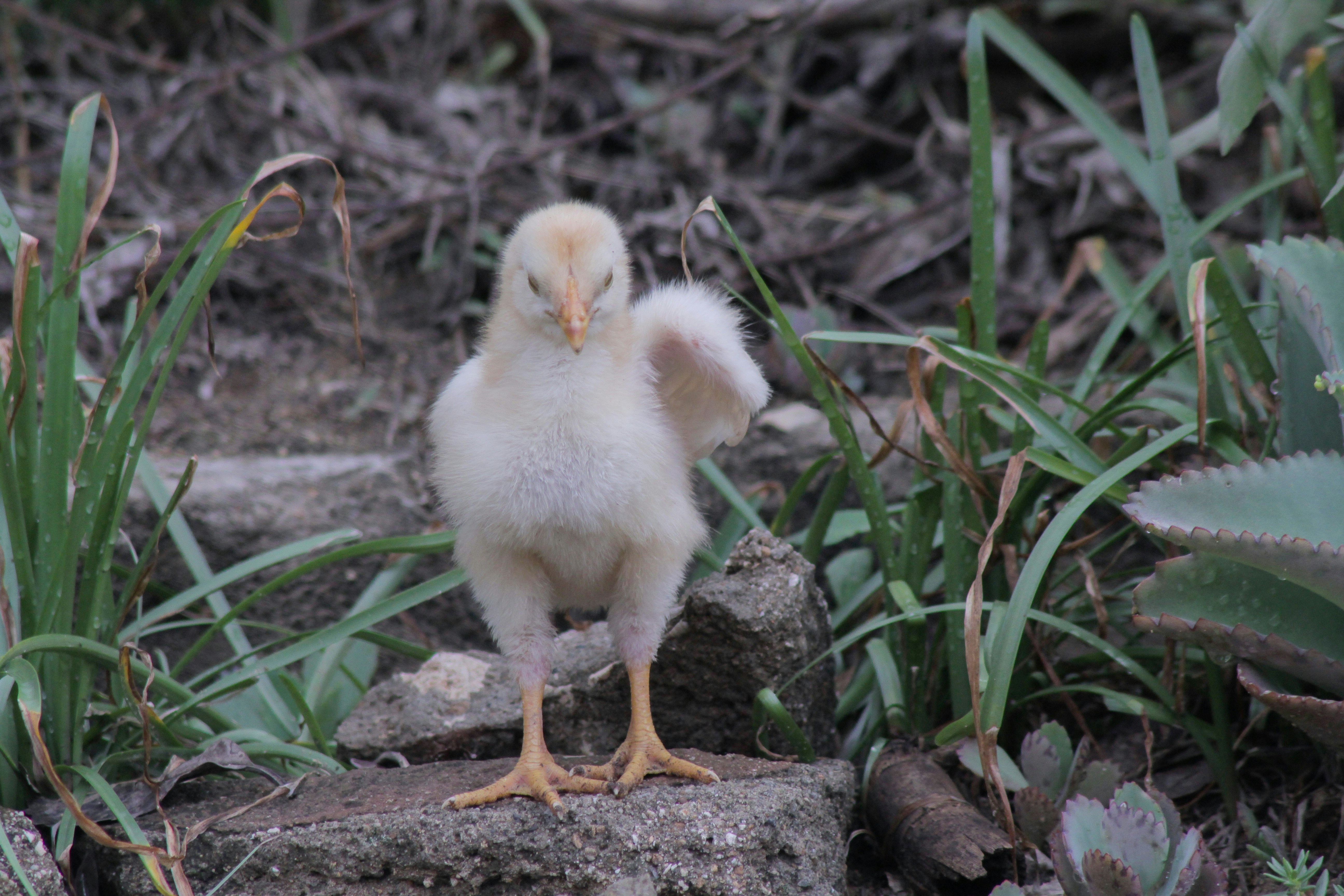 Pollito blanco sobre piedra gris foto – Imagen de Flor gratuita en Unsplash