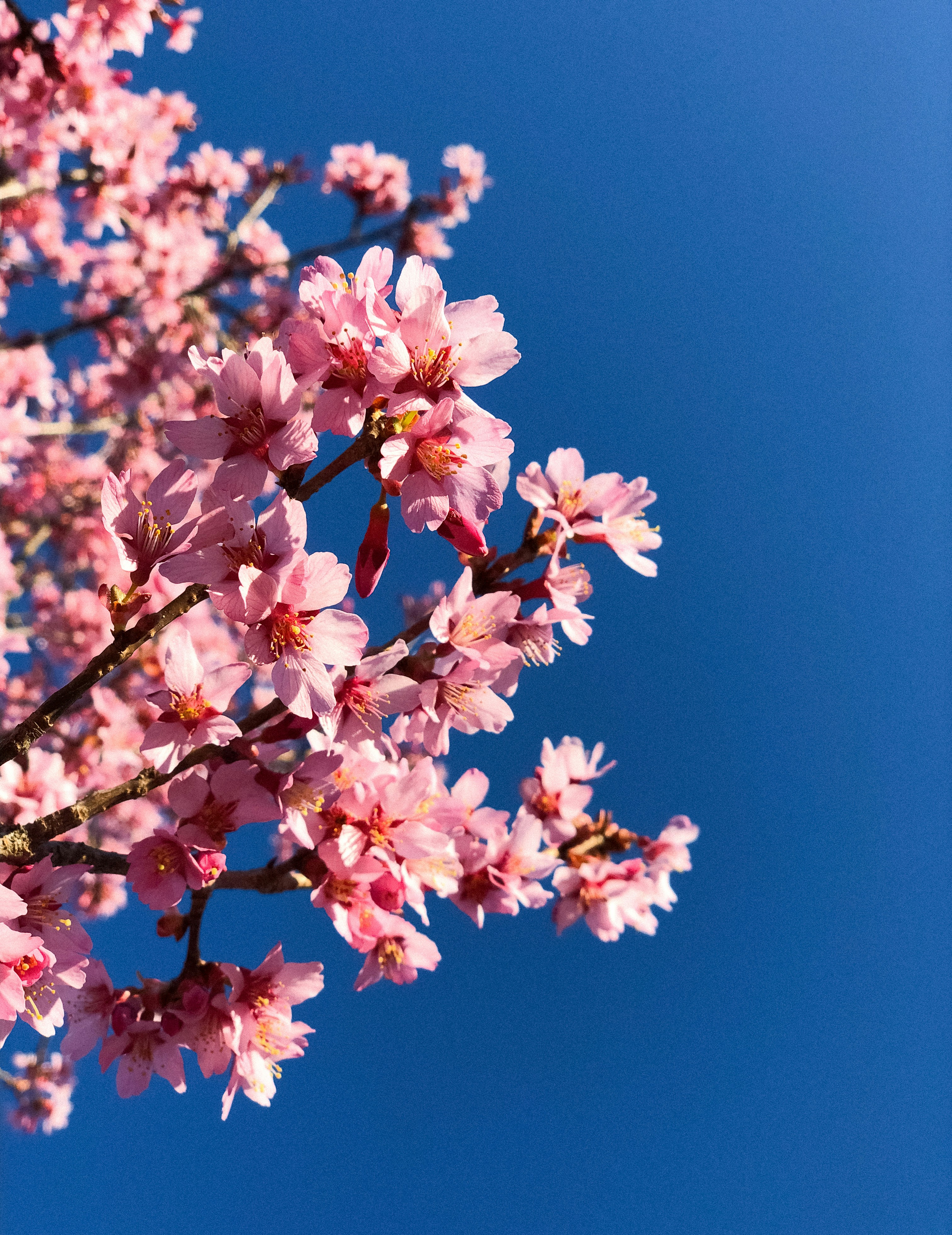 Pink Sakura tree photo – Free Japan Image on Unsplash