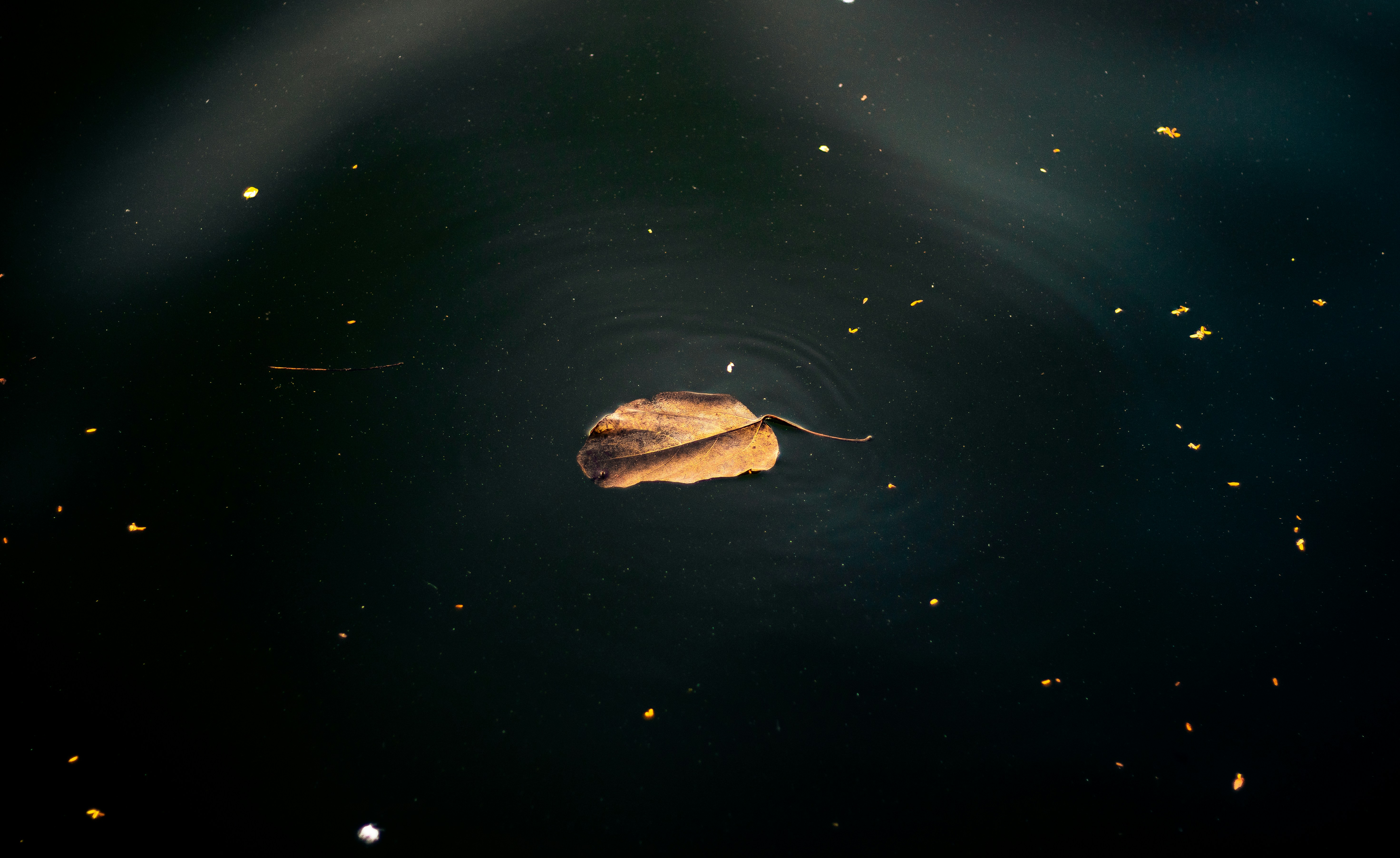 A single brown leaf floats serenely on the surface of a dark, reflective pond, surrounded by scattered golden particles. 