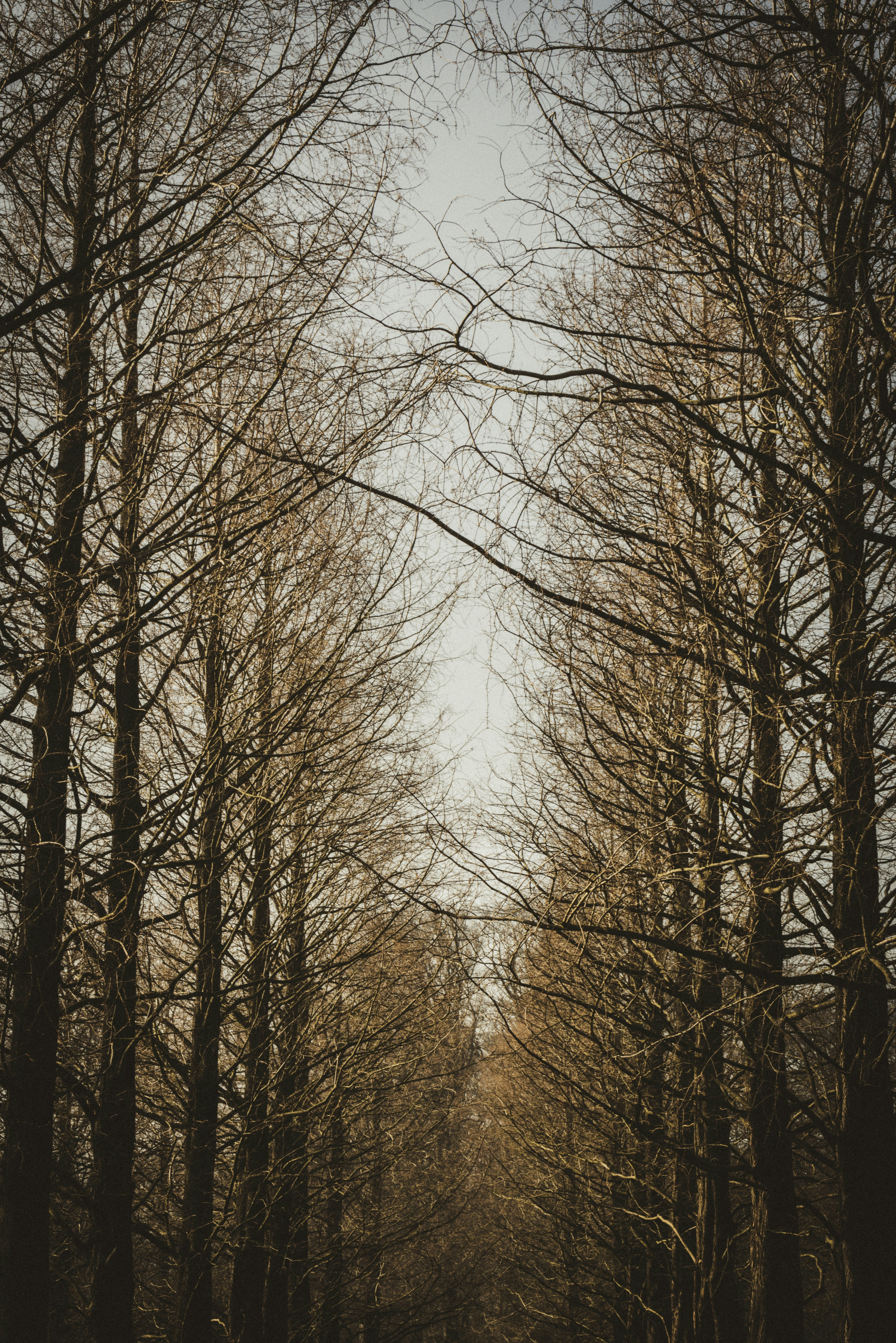 Brown trees photo – Free Keukenhof Image on Unsplash