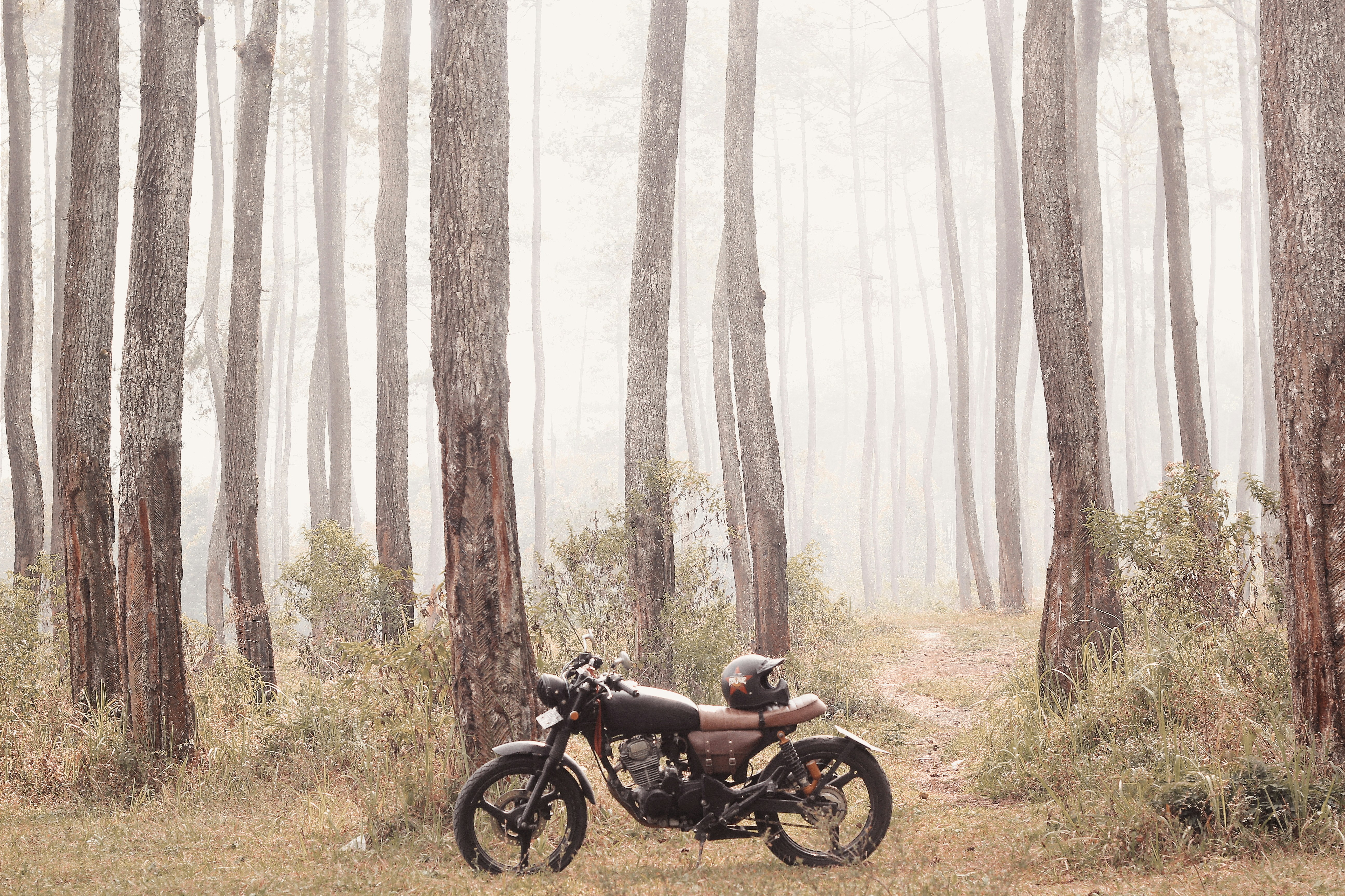 Solitary Motorcycle Resting Under Pines