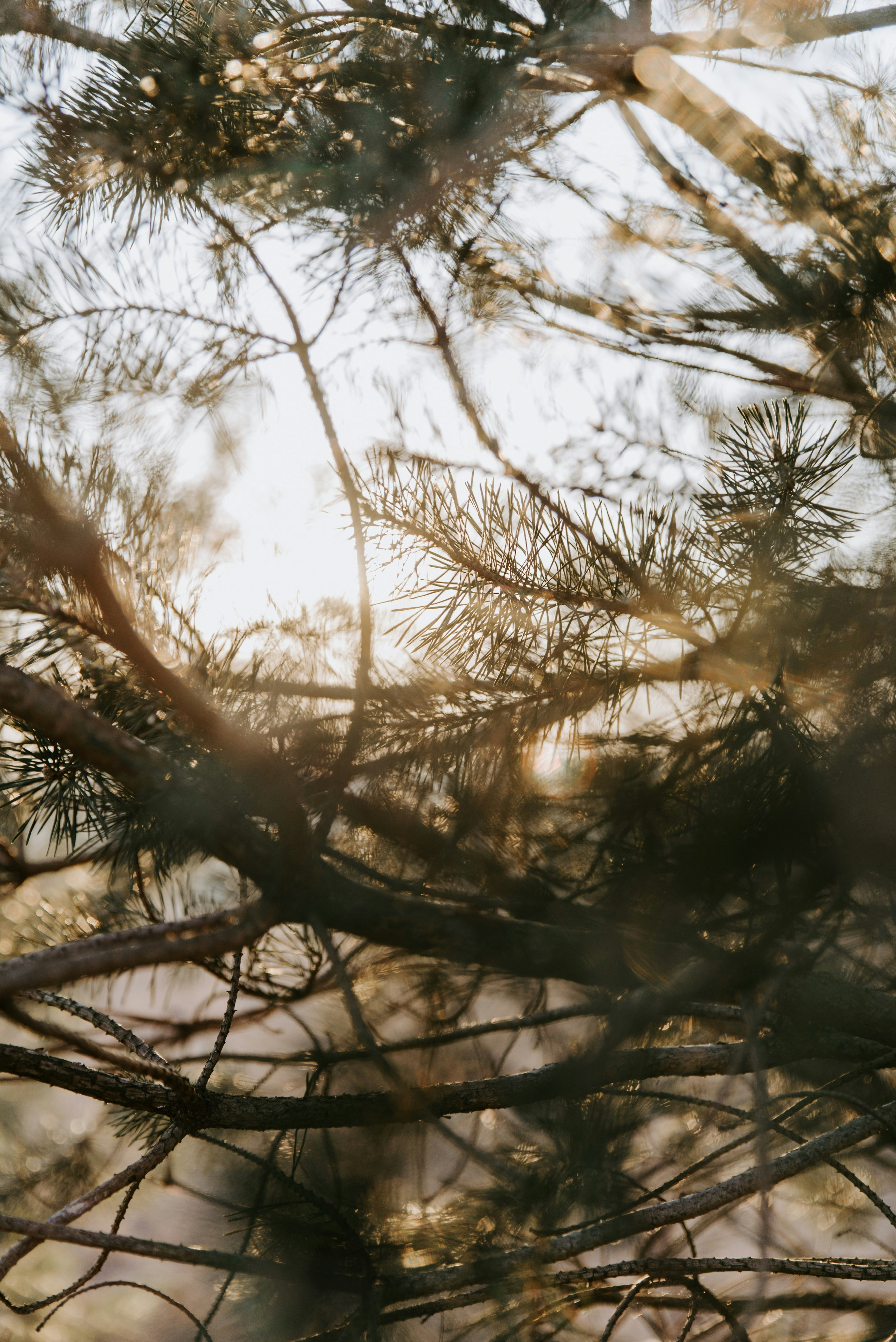 Pinetree Pictures | Download Free Images on Unsplash