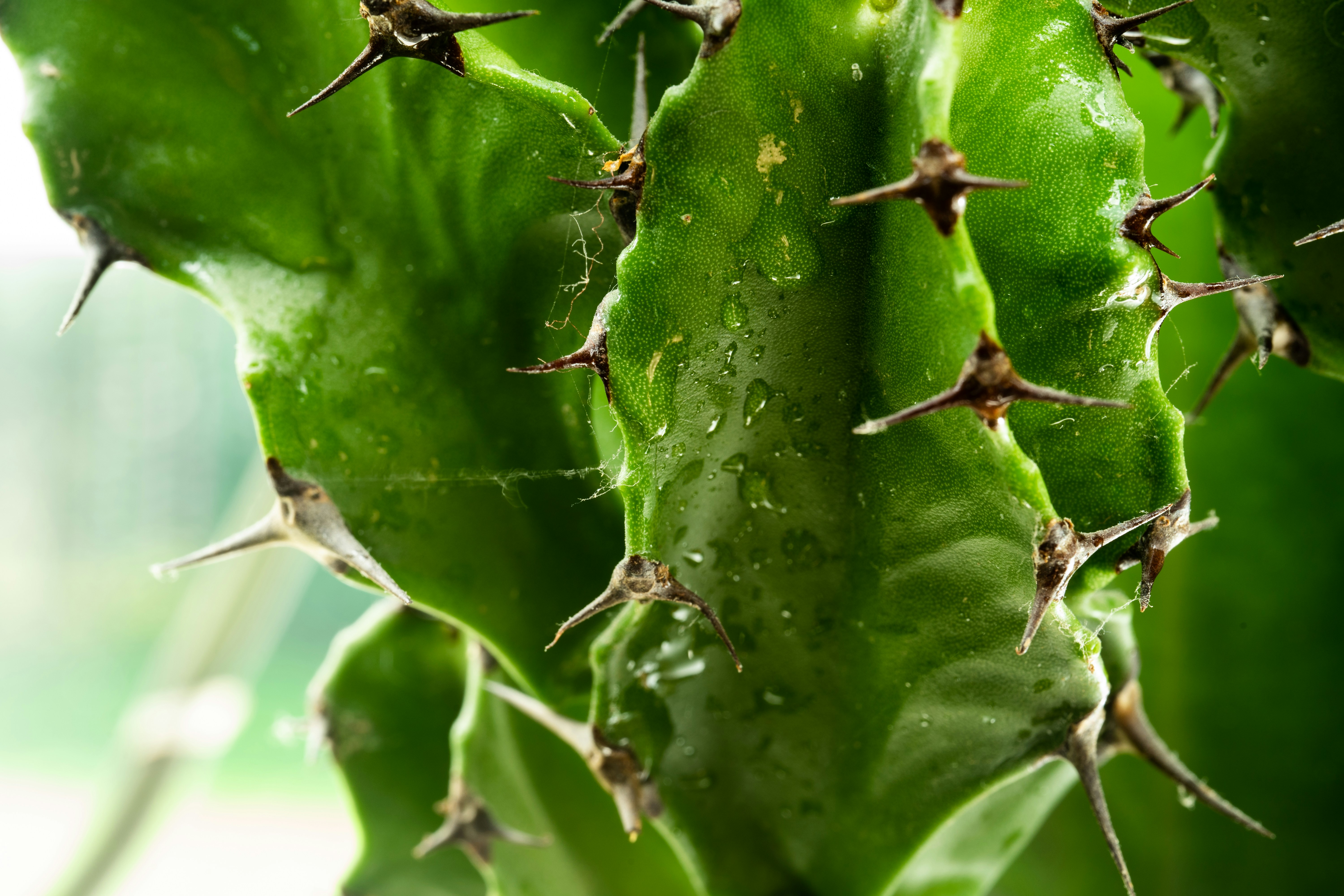 Rain-Kissed Cactus Spines: A Macro Portrait of Green Armor and Droplets