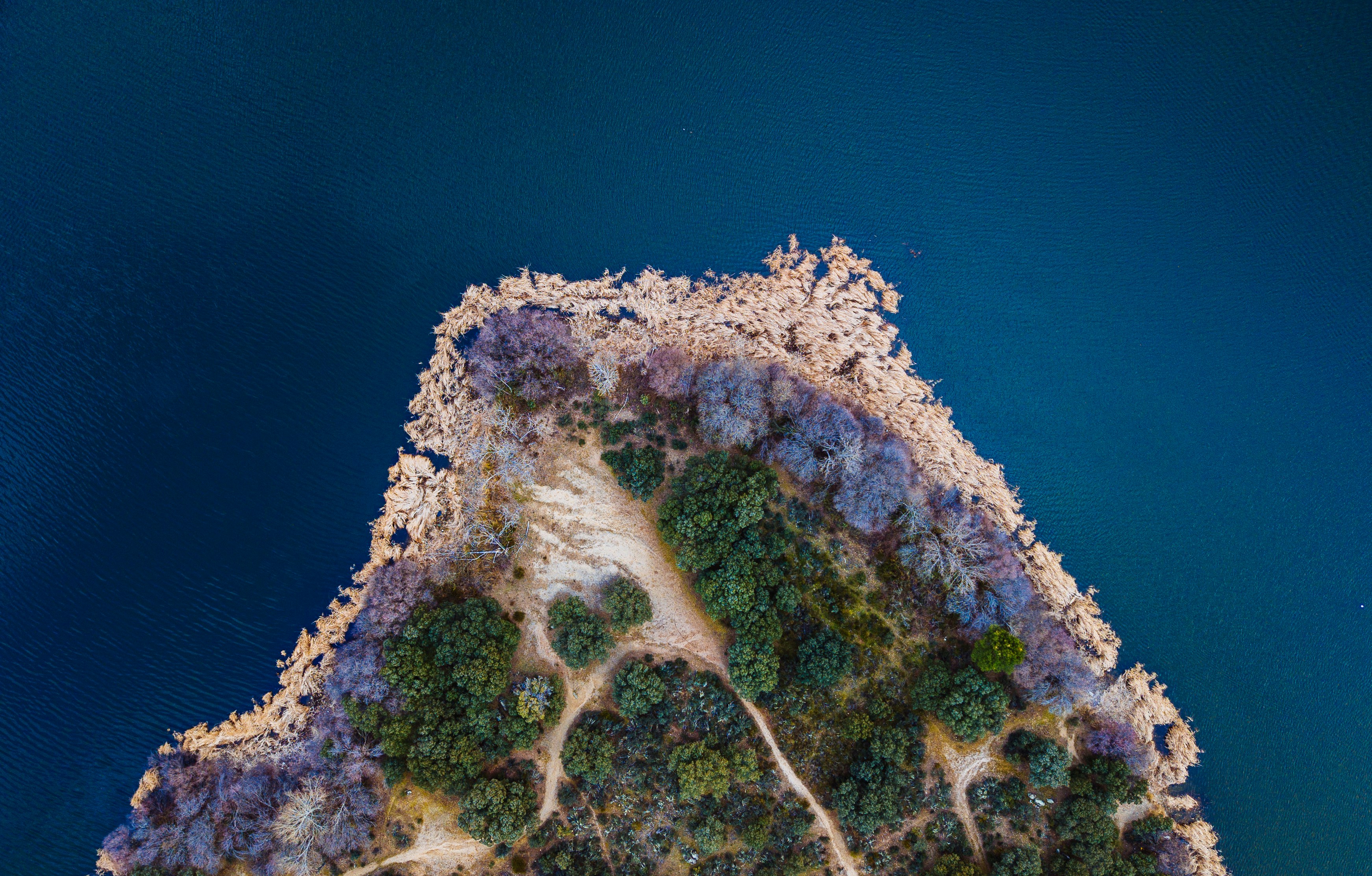 Petal-edged Island: Aerial Portrait of a Blossom-Kissed ShoreEmilio Garcia