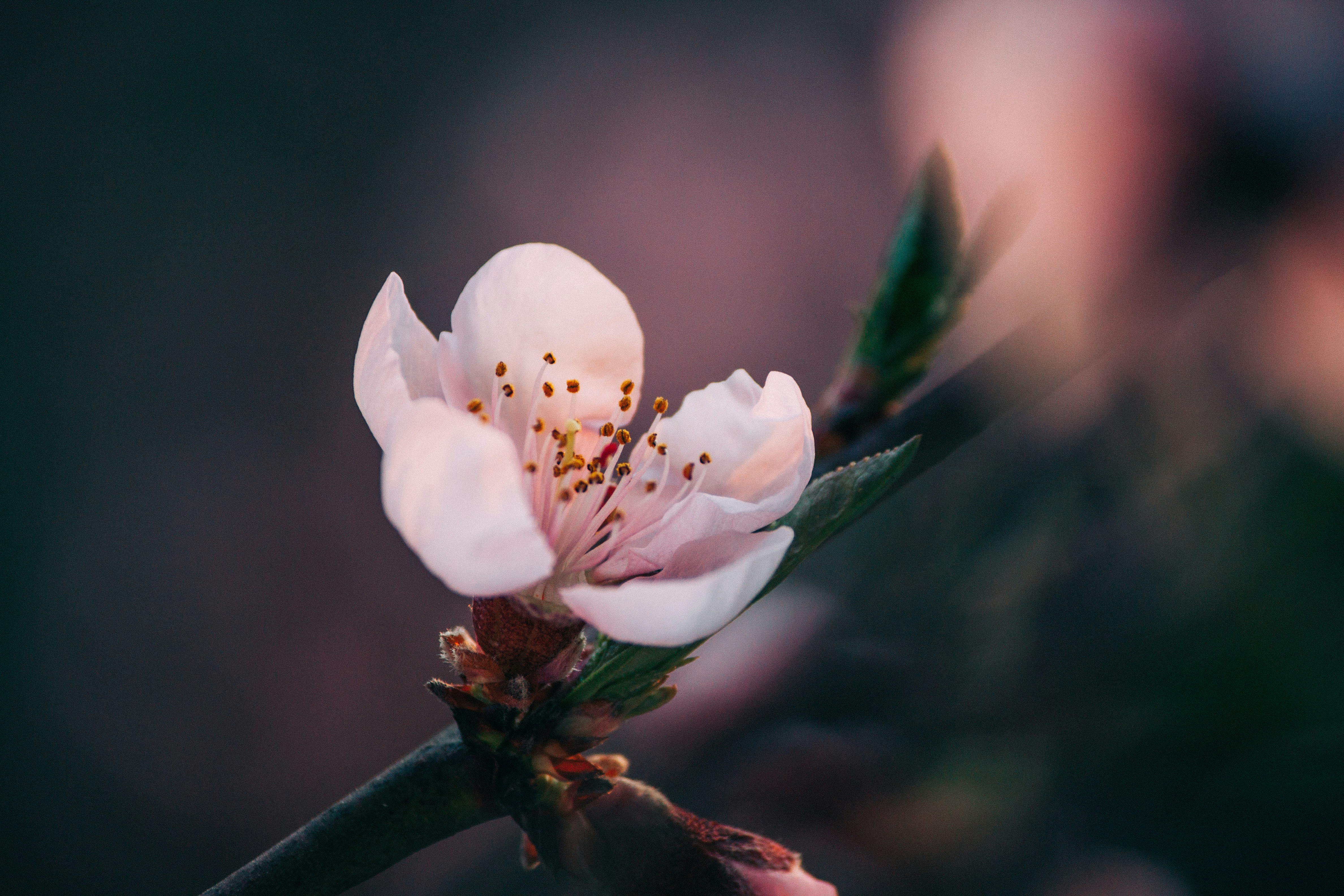 Dawn-Touched Petal: A Pink Blossom Framed by Velvet Bokeh