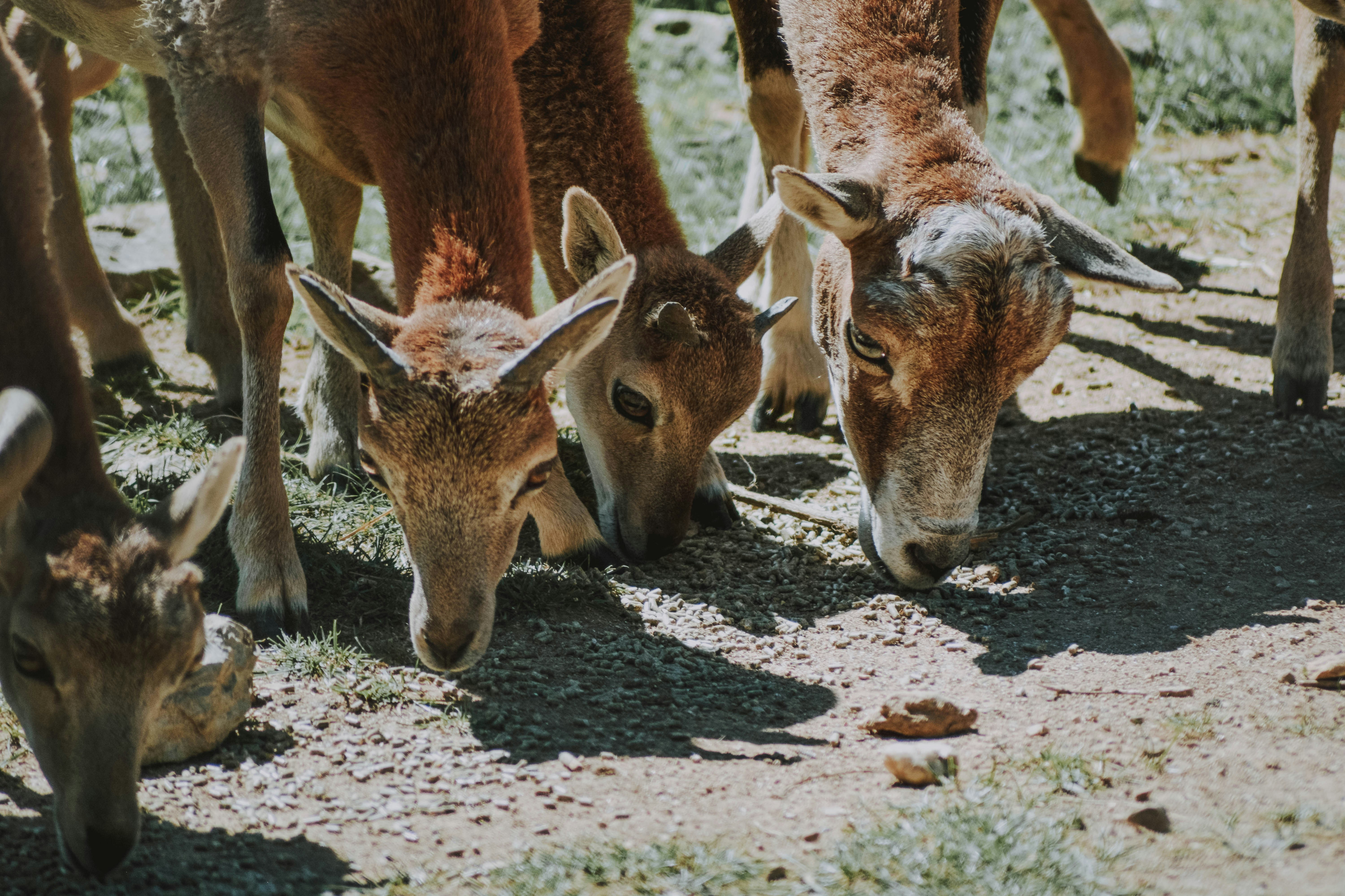 four brown goats