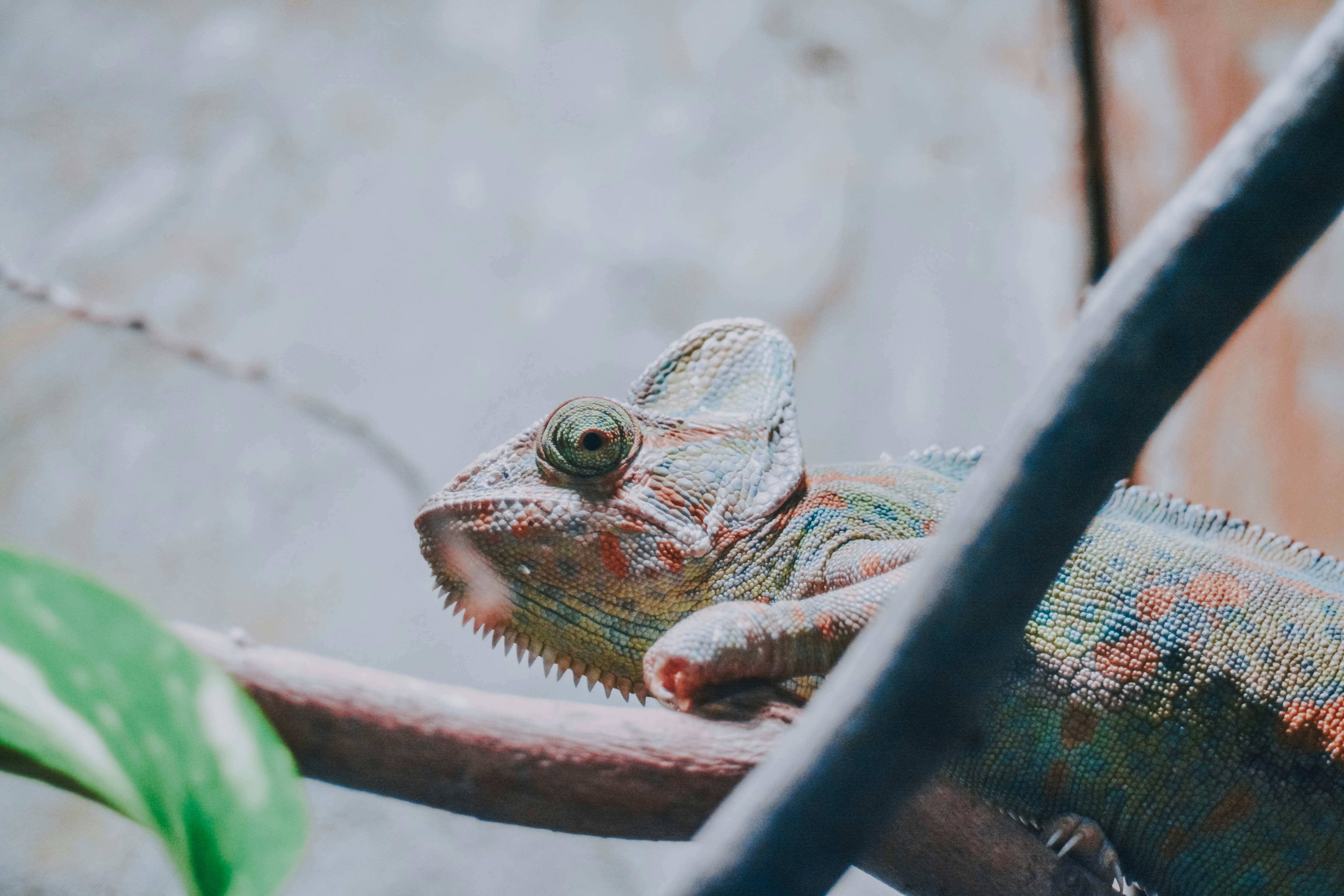 Chameleon resting on a branch, showcasing vibrant colors and intricate textures against a blurred background.