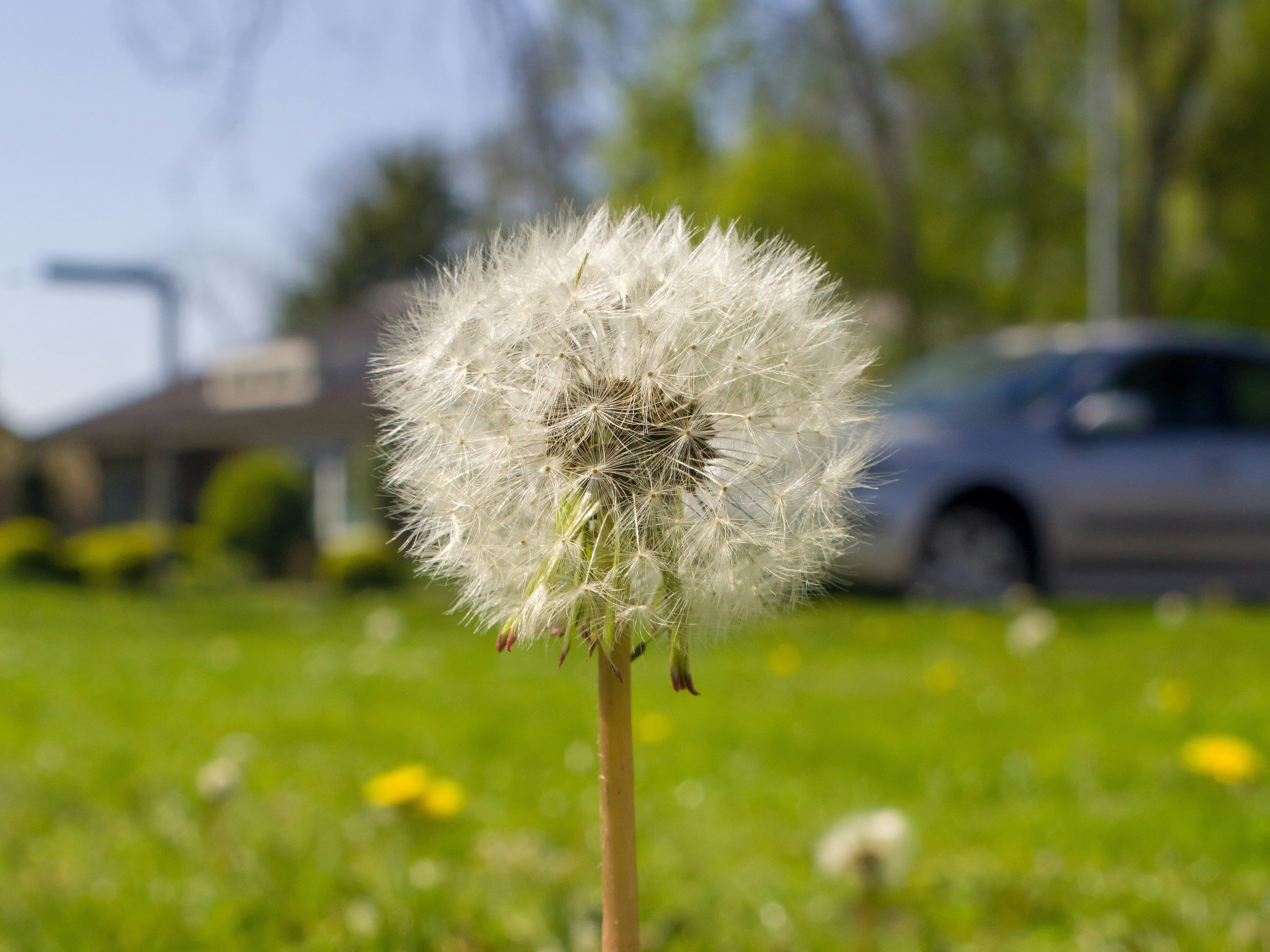 A dandelion with a car in the background photo – Free Flower Image on ...